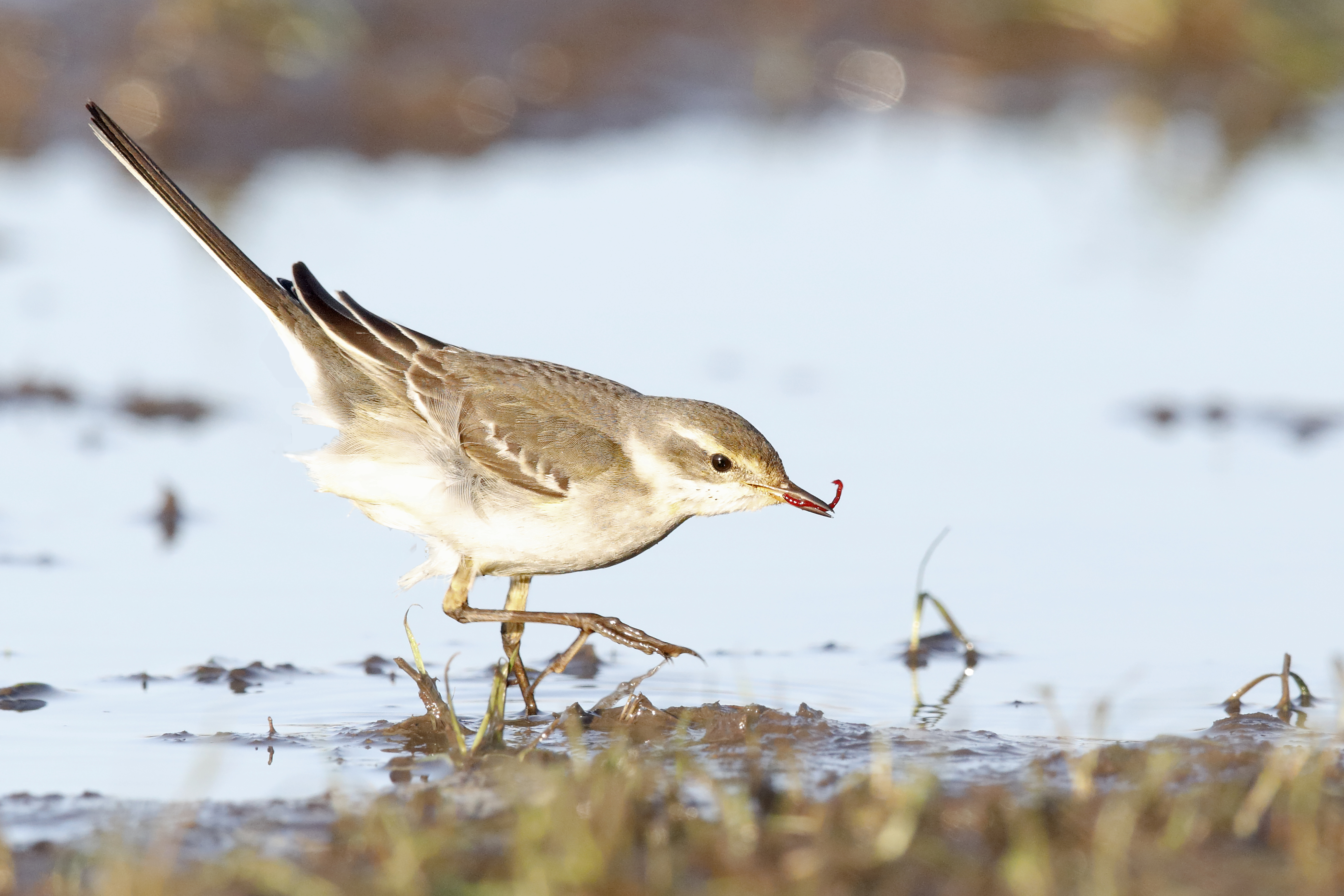 Details : Eastern Yellow Wagtail - BirdGuides