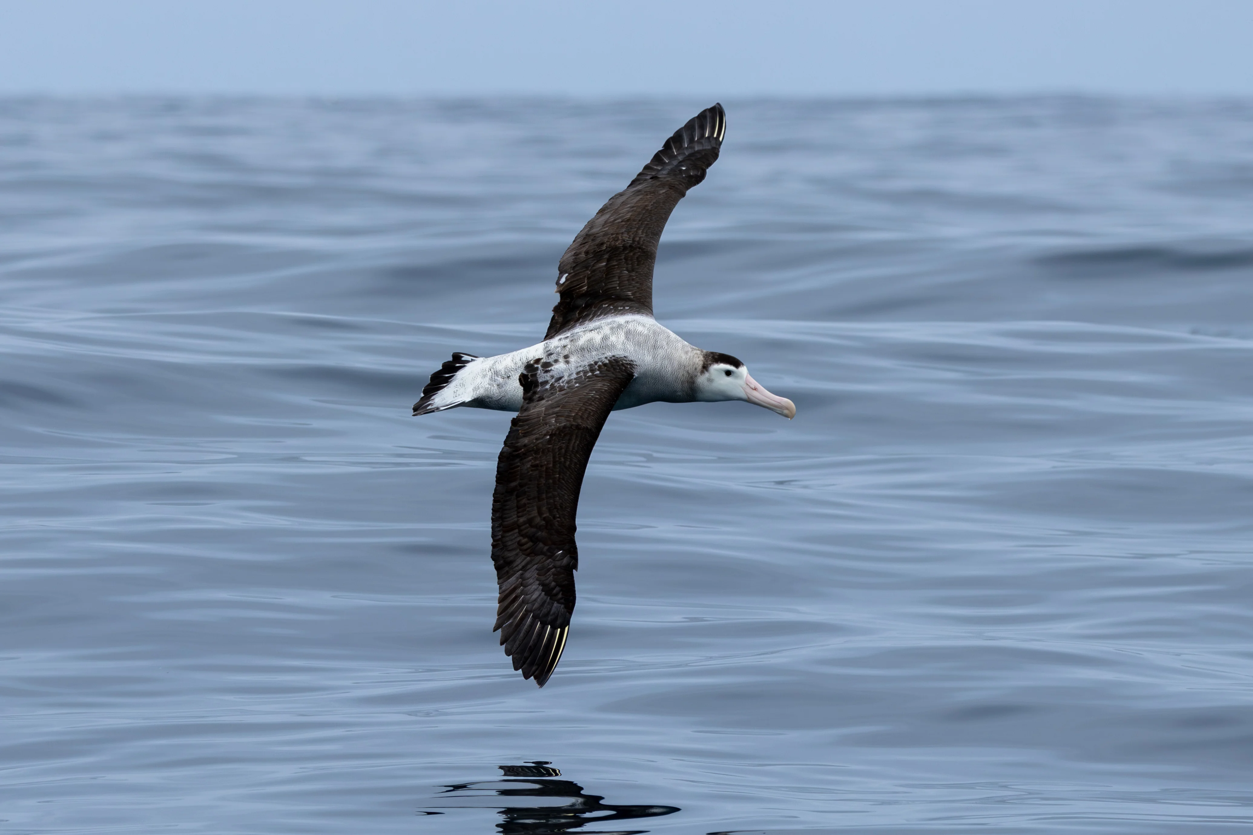 Details : wandering albatross sp - BirdGuides