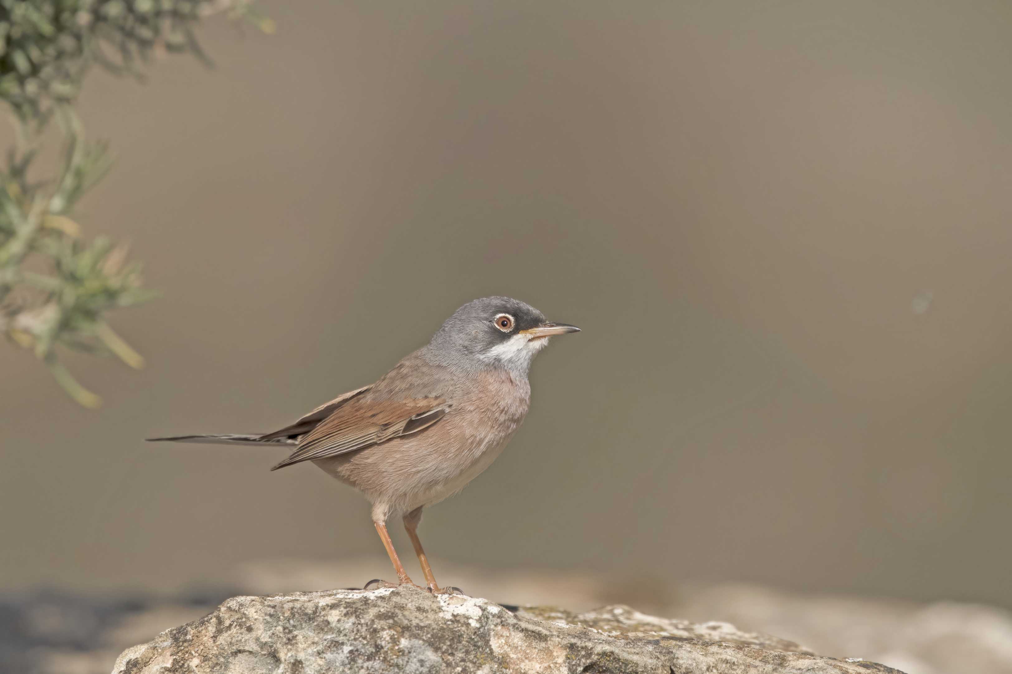 Spectacled Warbler by Colin Bradshaw - BirdGuides