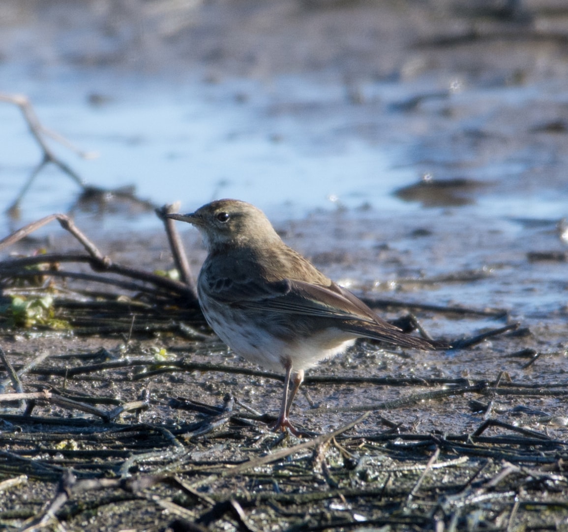 Water Pipit by John Gilbody - BirdGuides