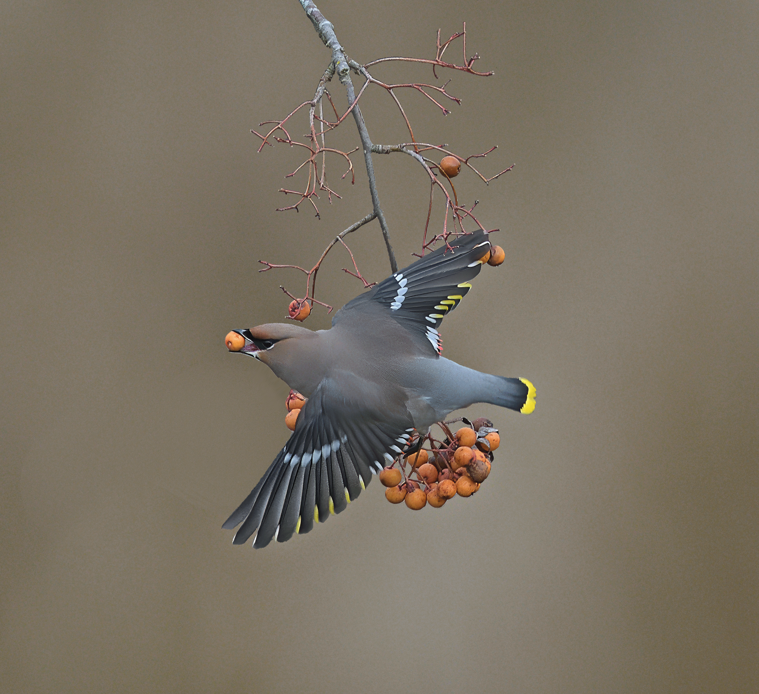 Waxwing by Jonathan Philpot - BirdGuides