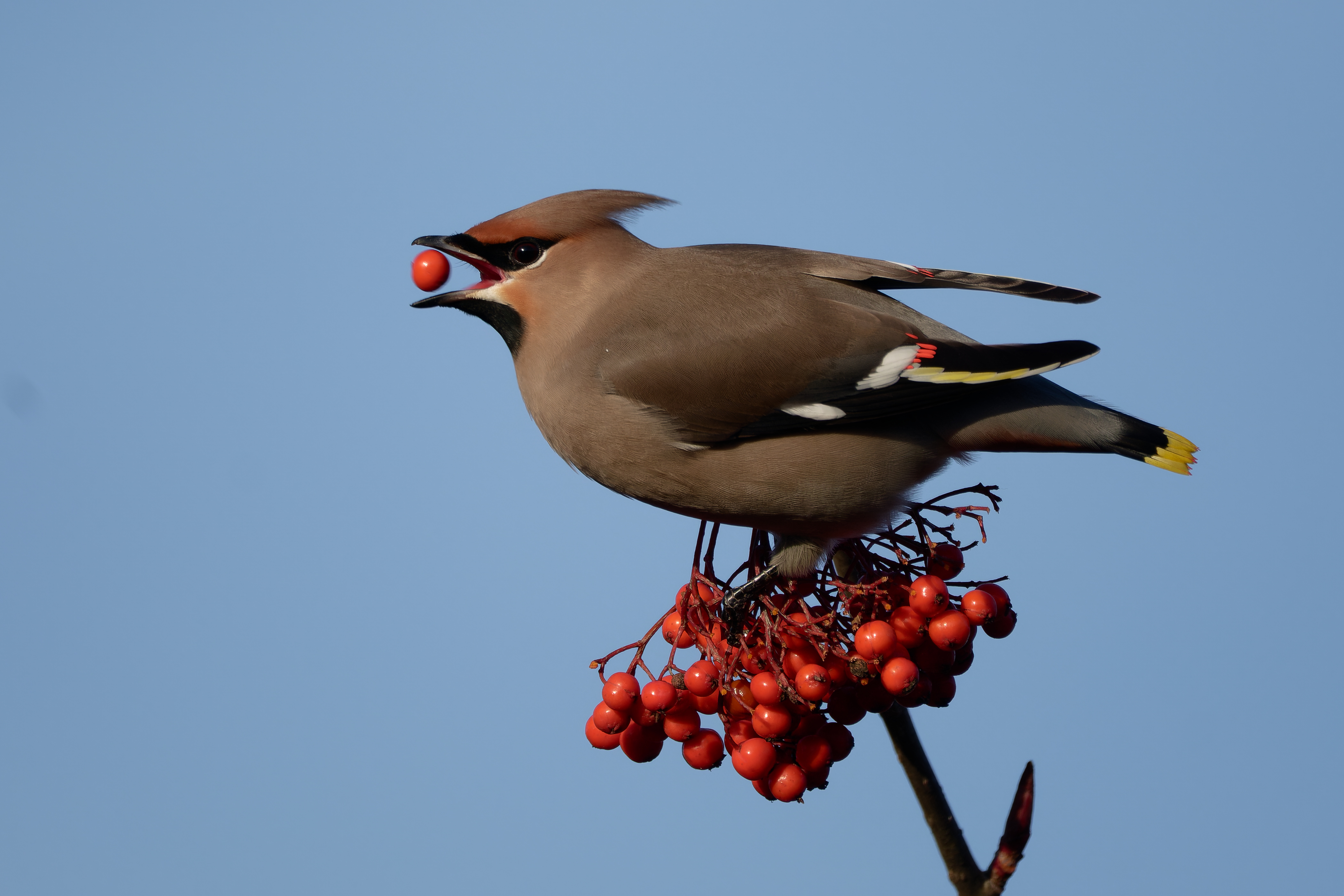 Waxwing by Vaughan Grantham - BirdGuides