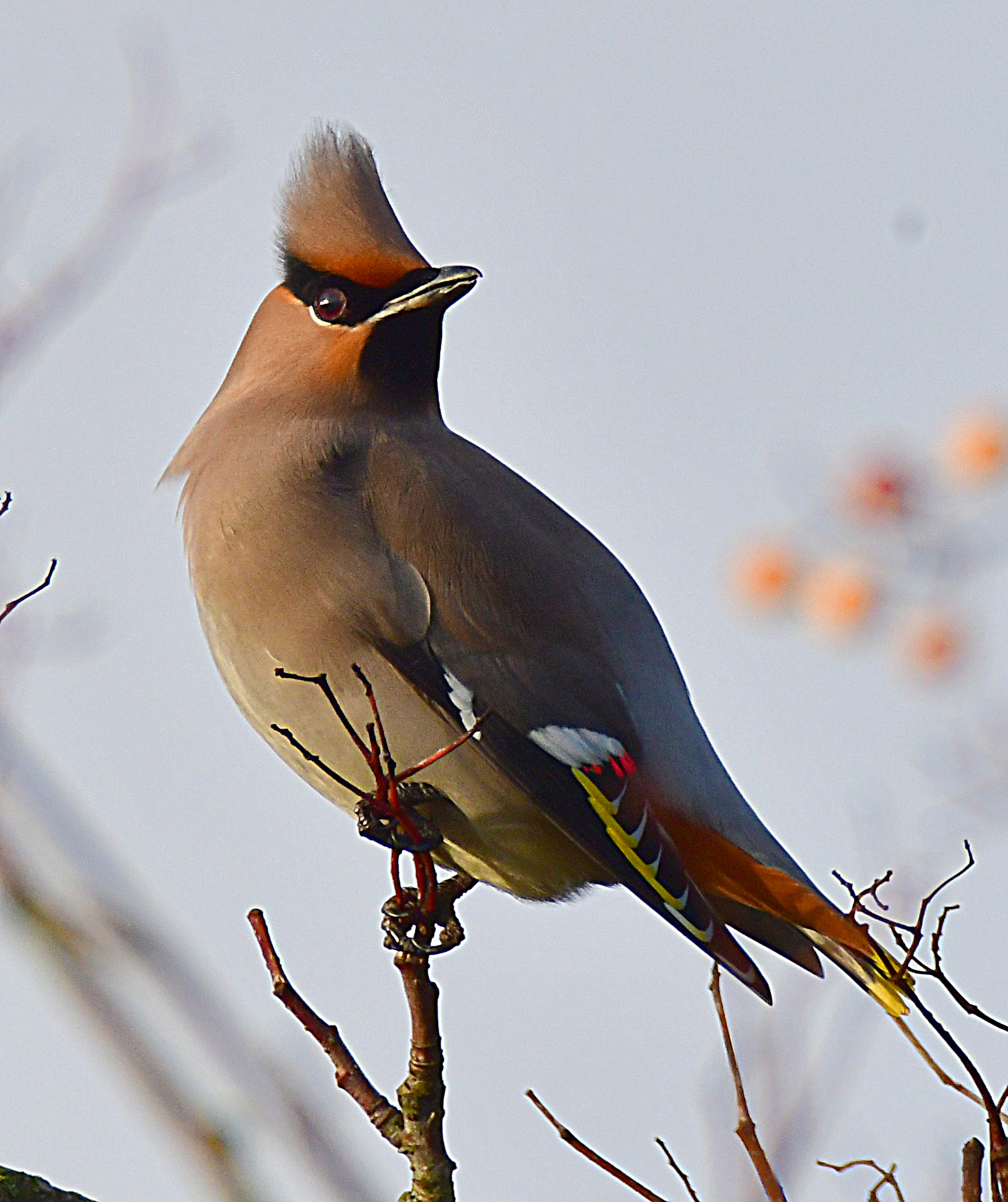 Stoke-on-Trent Birdwatching Site - BirdGuides