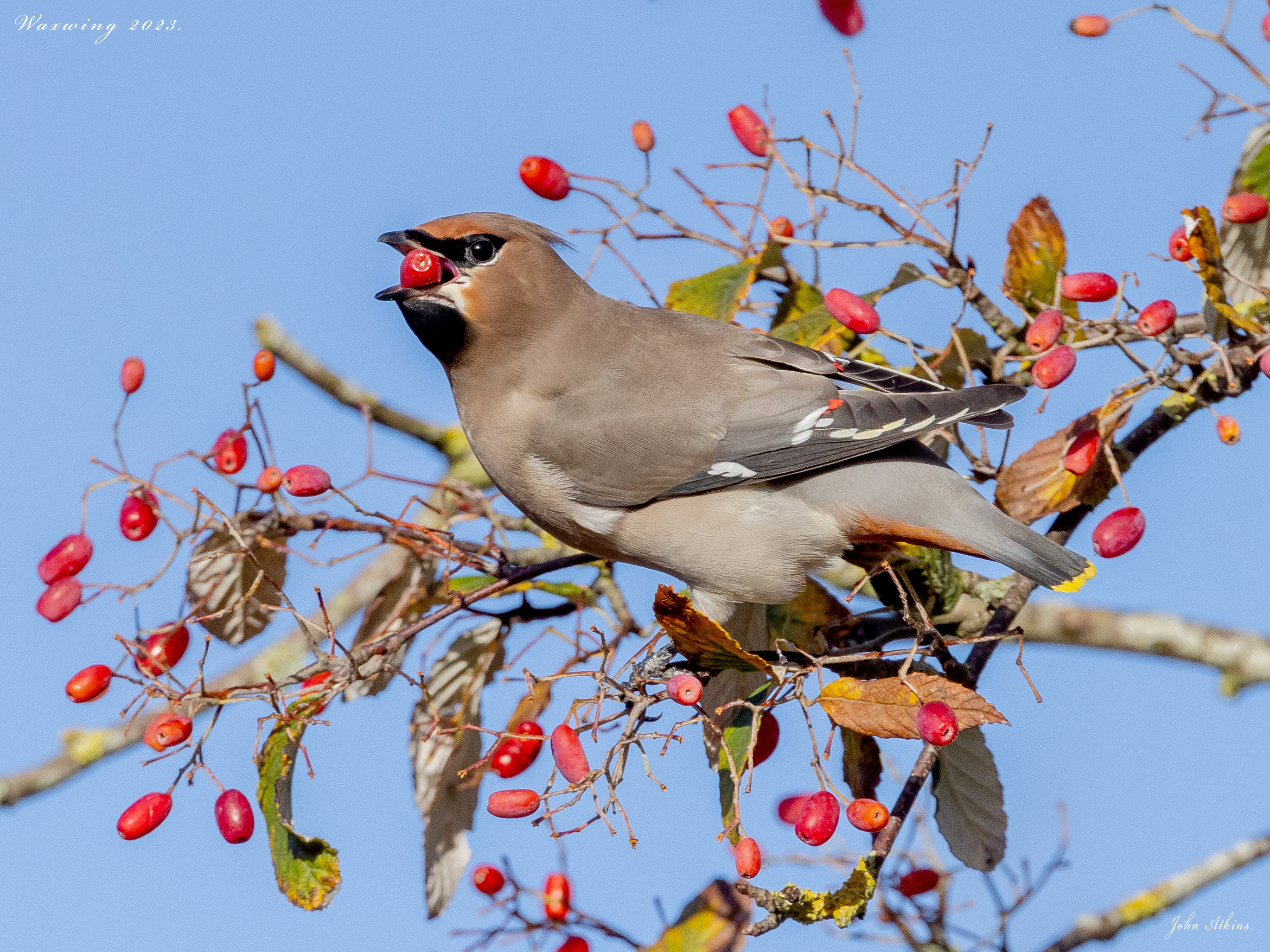 Waxwing by John Atkins - BirdGuides