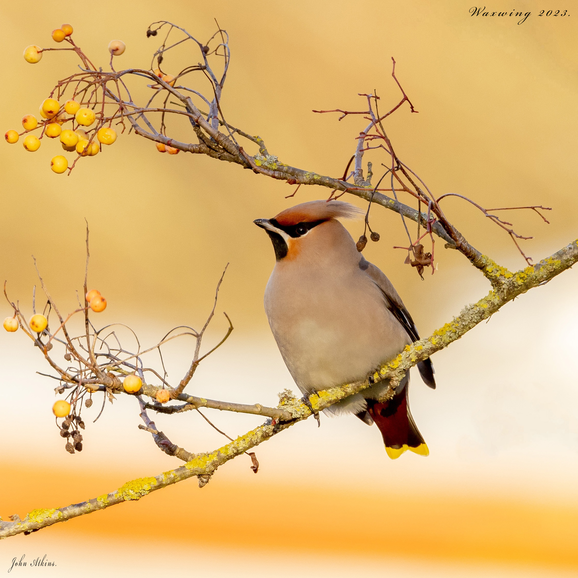 Waxwing by John Atkins - BirdGuides