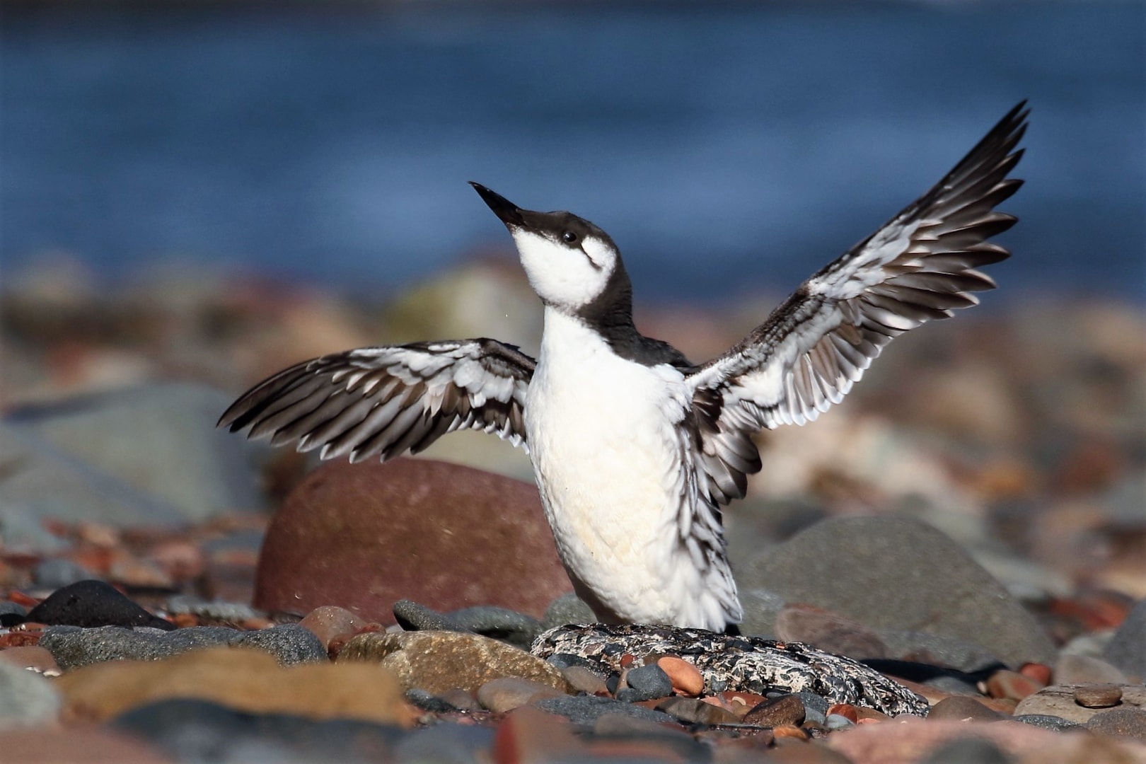 Guillemot by harry bell - BirdGuides