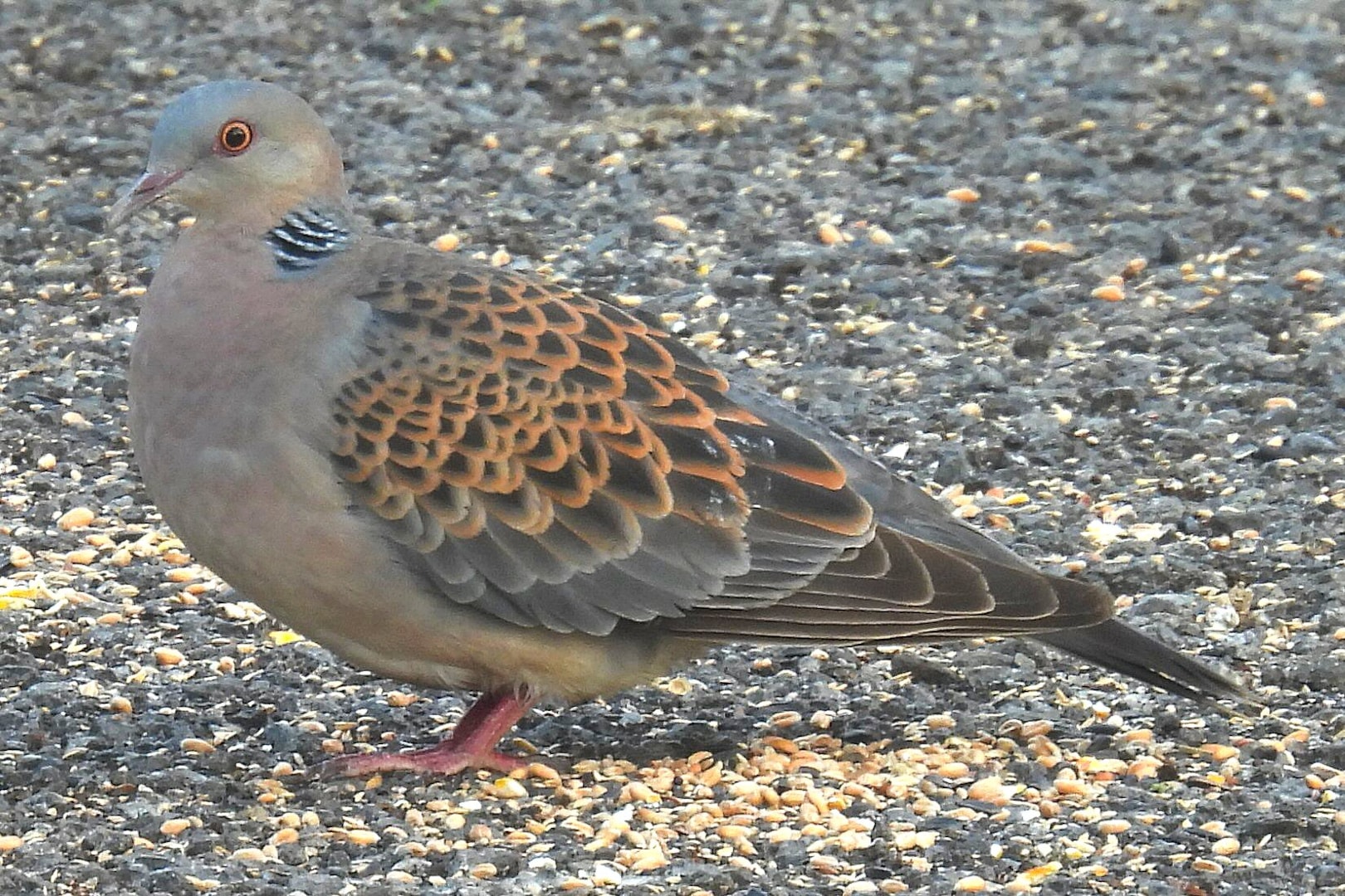 Oriental Turtle Dove by Tony Dixon - BirdGuides