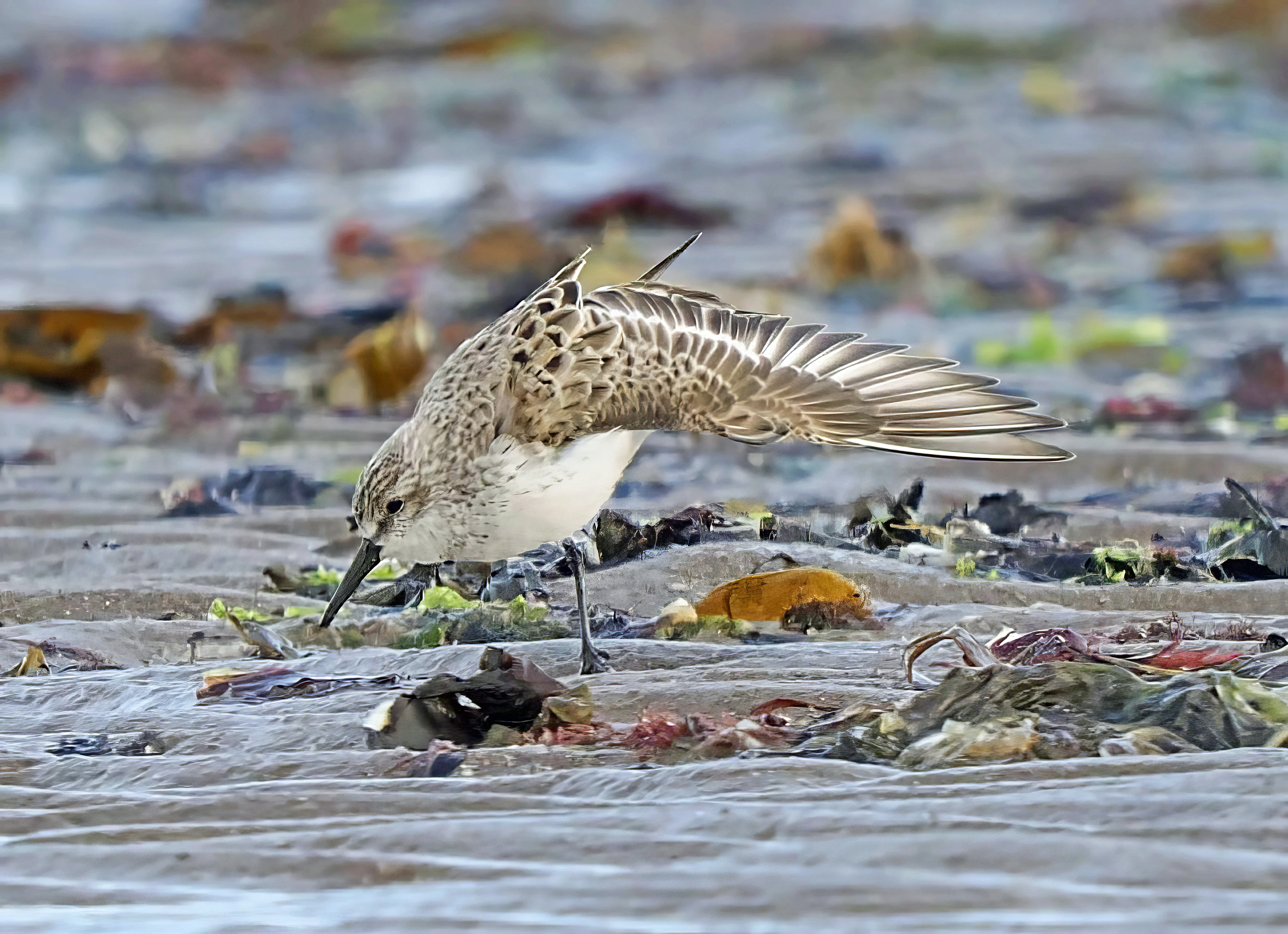 Sighting Report - BirdGuides