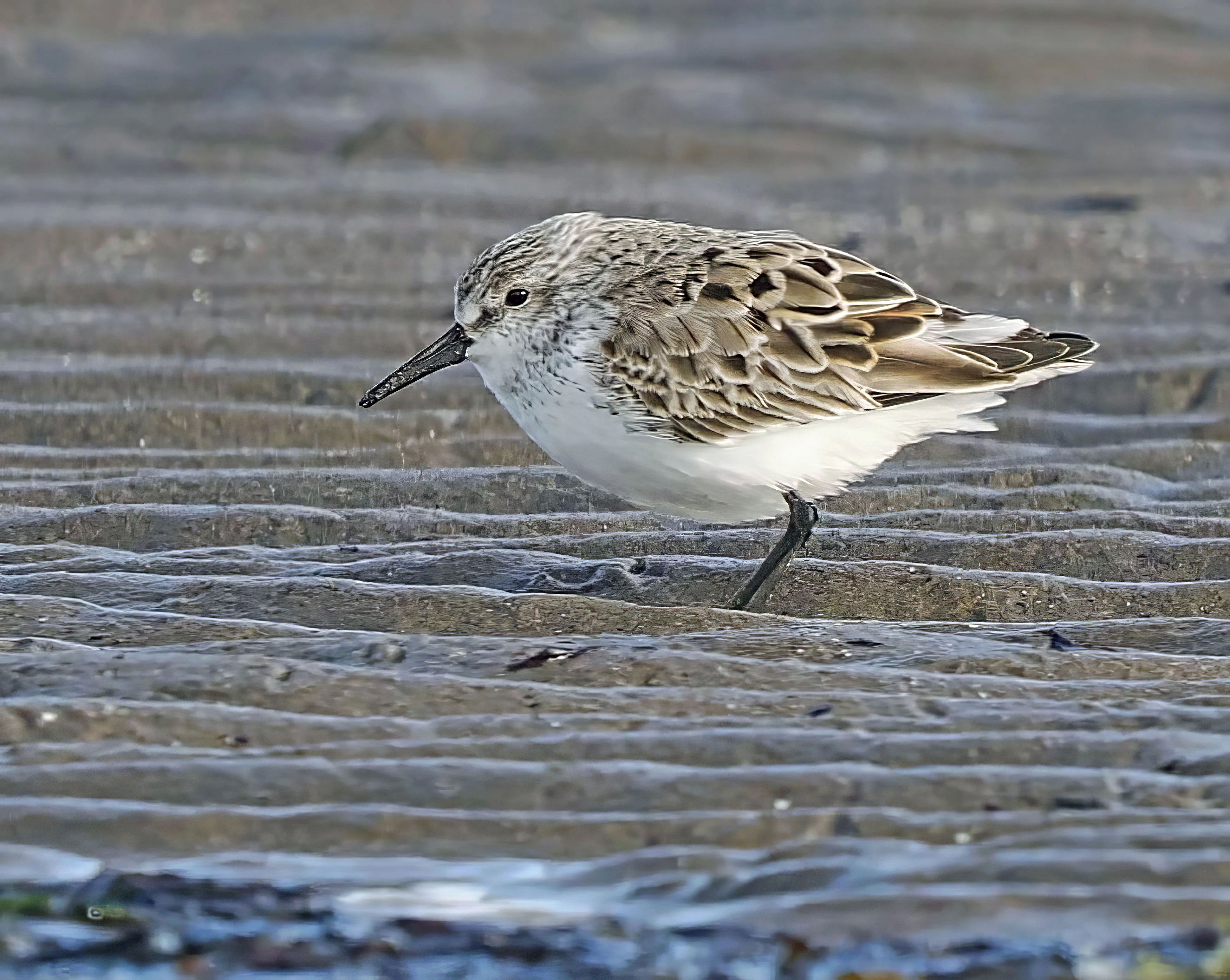 Sighting Report - BirdGuides