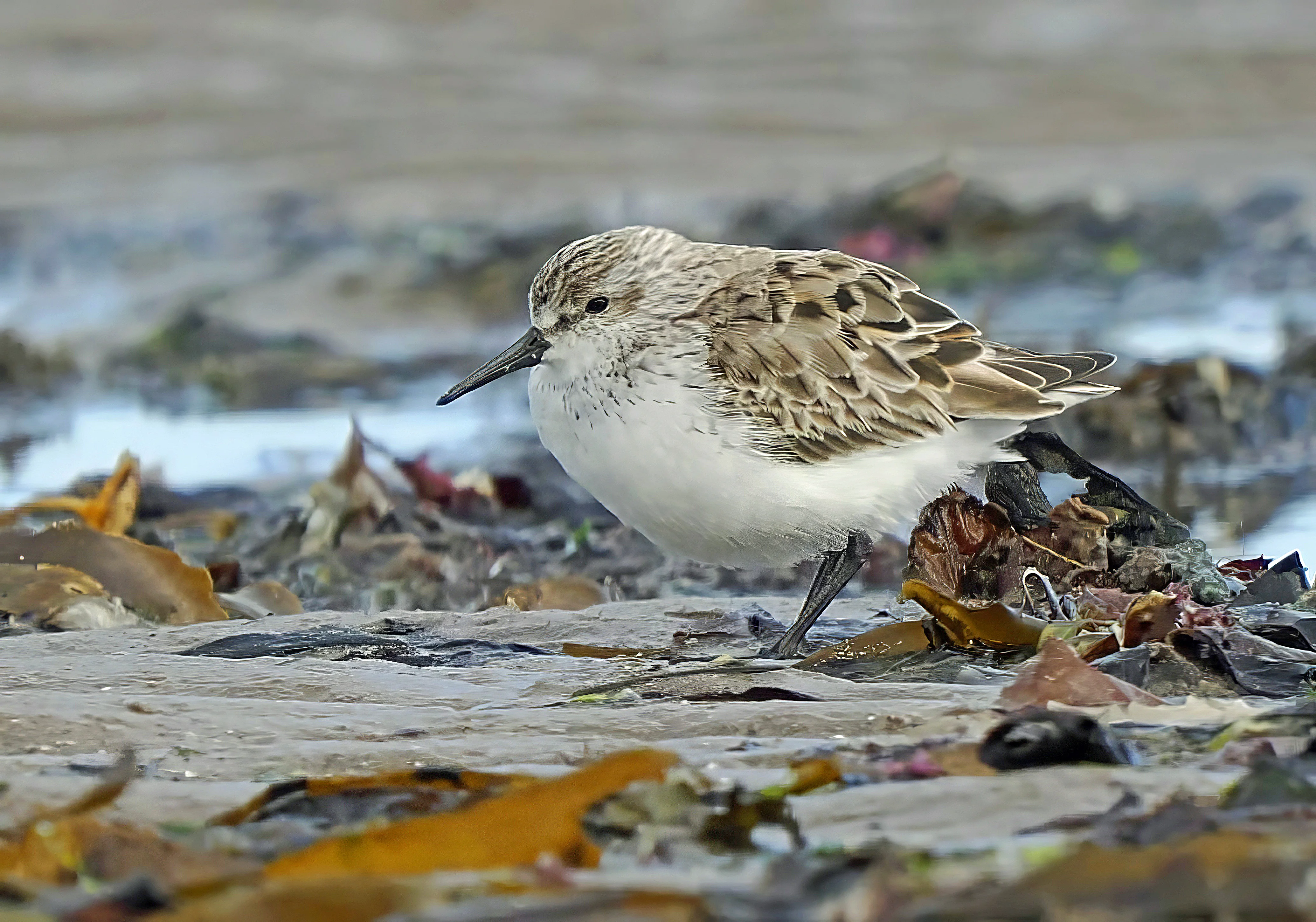 Sighting Report - BirdGuides