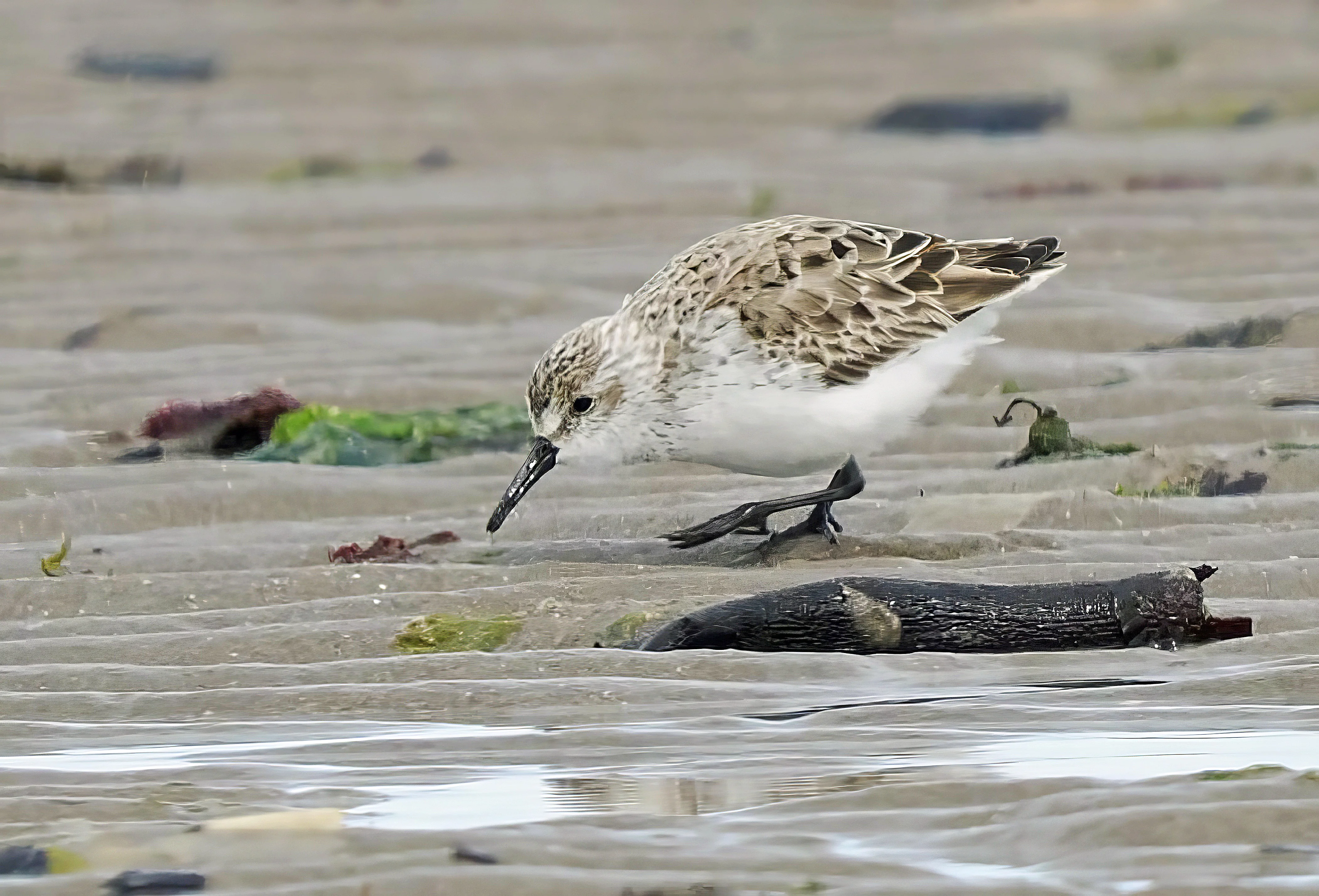 Sighting Report - BirdGuides