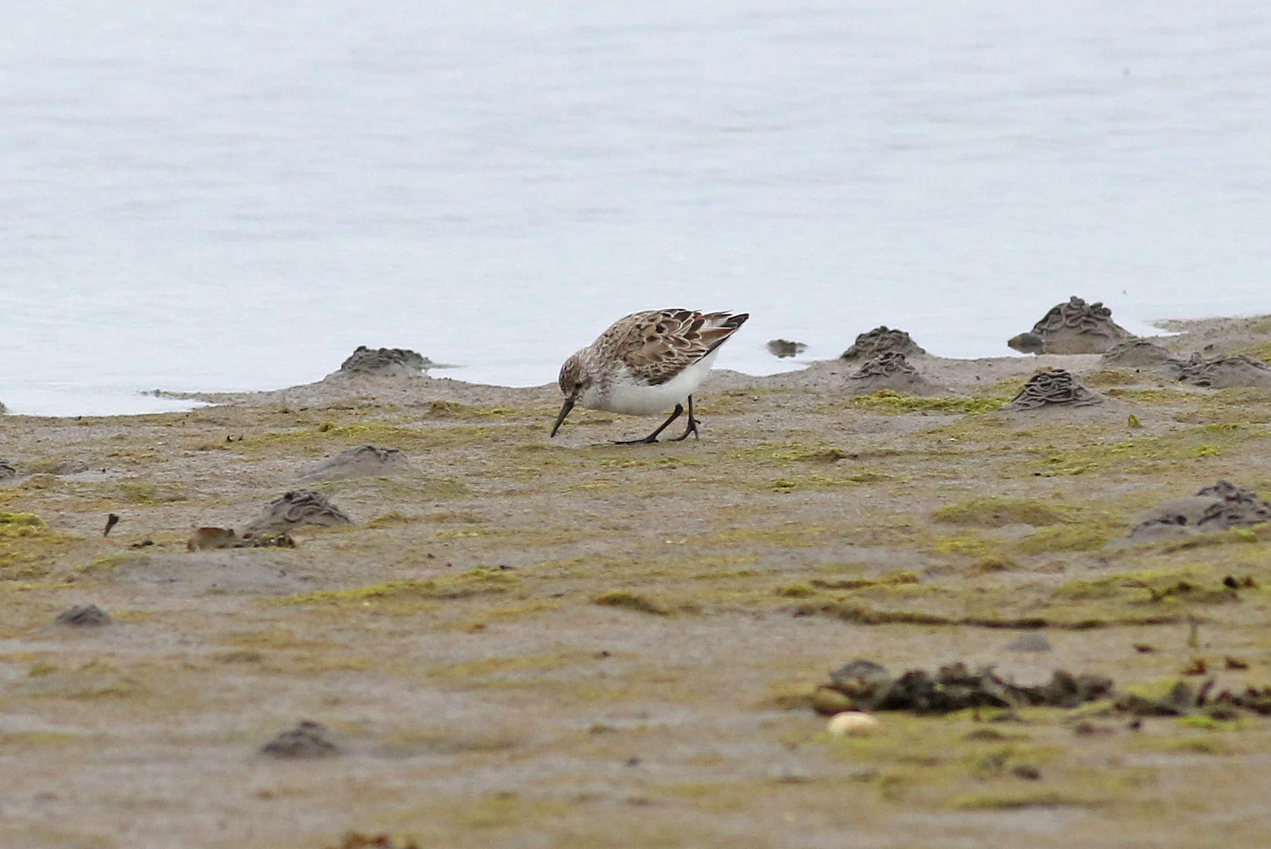 Sighting Report - BirdGuides