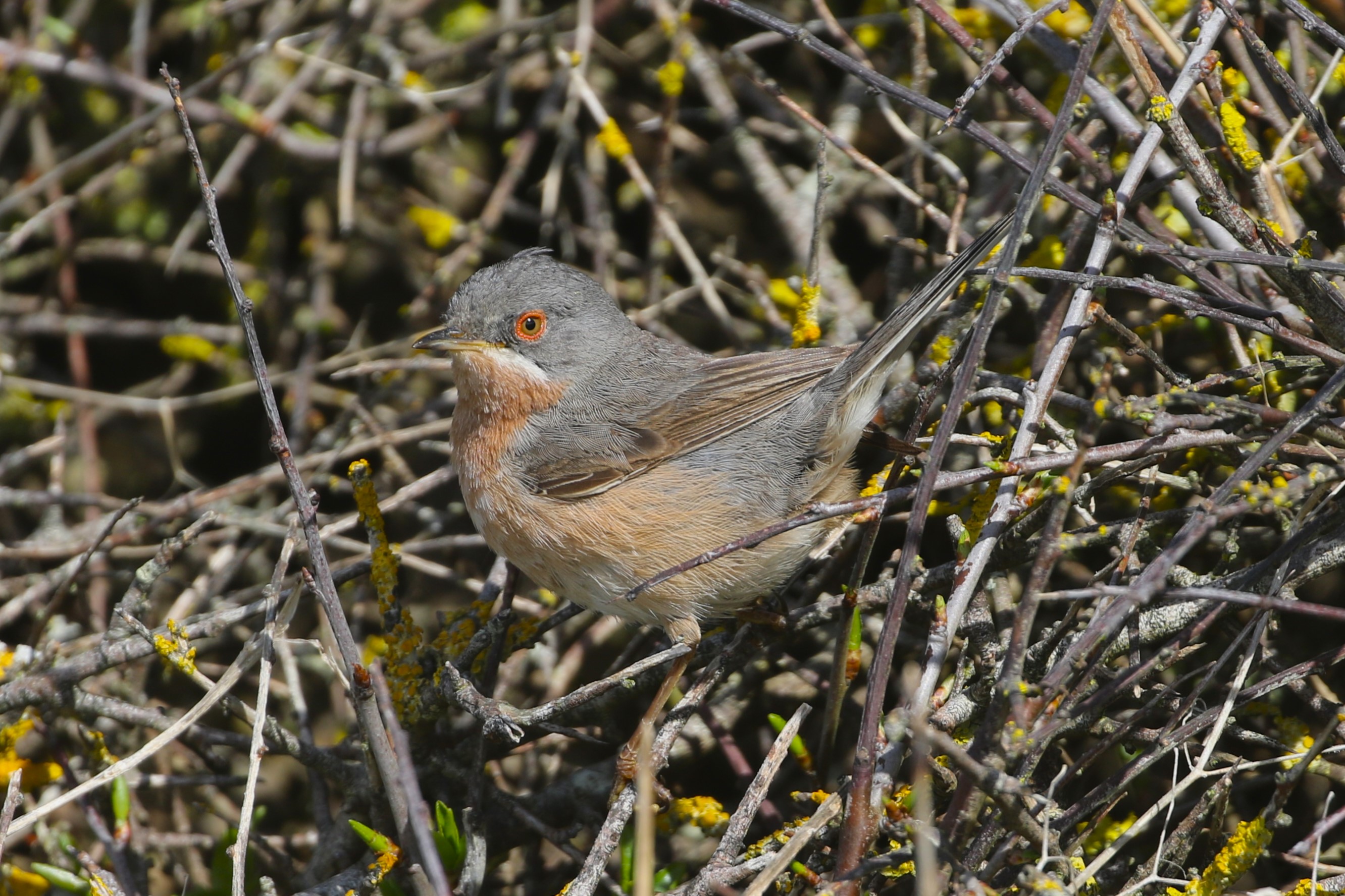 Western Subalpine Warbler by Mark Dawson - BirdGuides