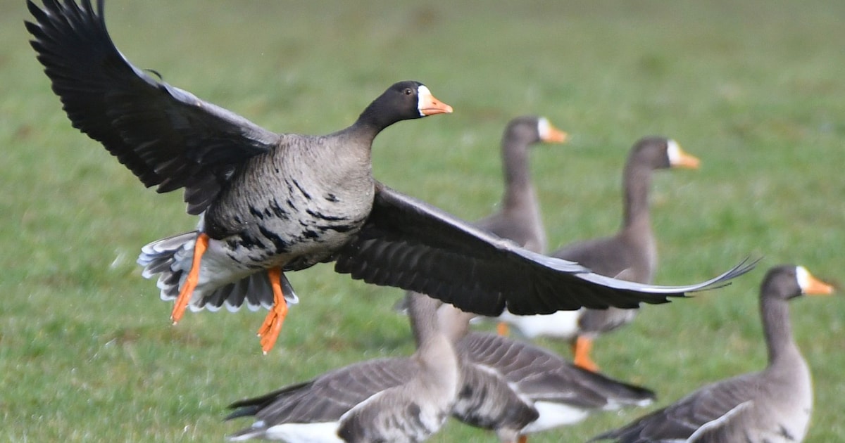 Greenland White-fronted Goose gets hunting reprieve - BirdGuides