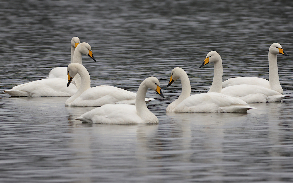Frampton Marsh RSPB records highest Whooper Swan numbers - BirdGuides