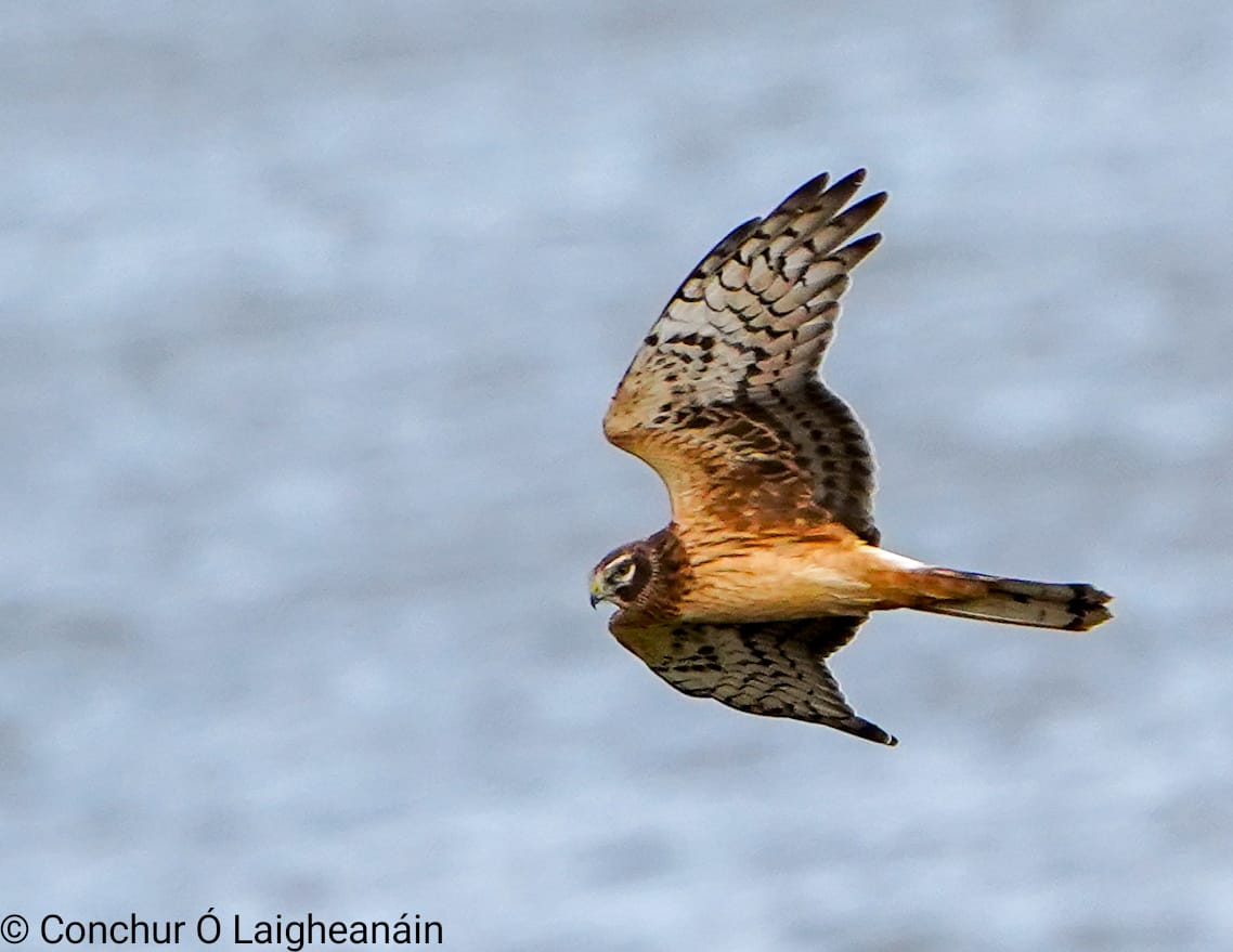Northern Harrier by Conor Lynam - BirdGuides