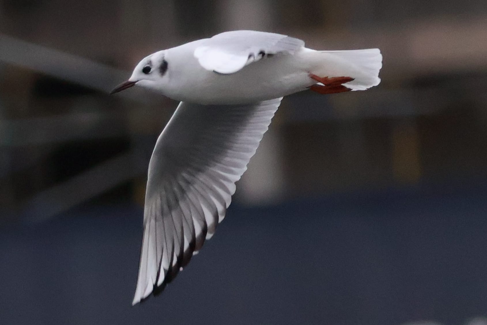 Bonaparte's × Black-headed Gull by Alex Lynch - BirdGuides