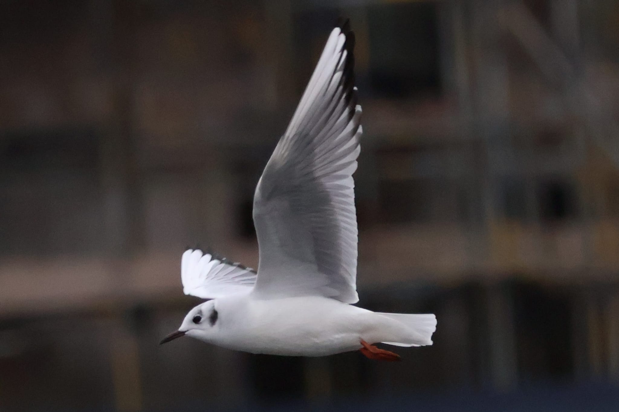 Bonaparte's × Black-headed Gull by Alex Lynch - BirdGuides