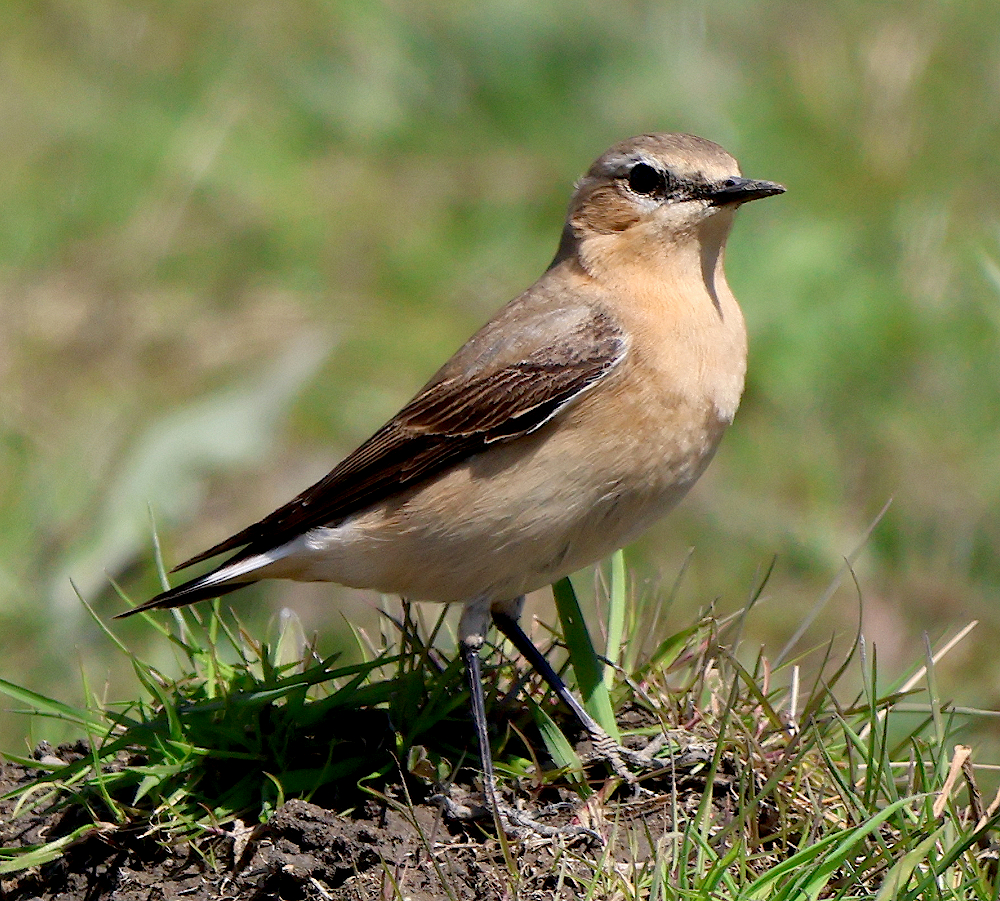 Northern Wheatear by David A Johnston - BirdGuides