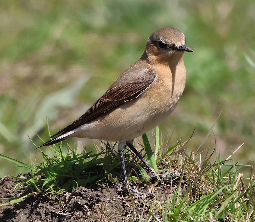 Northern Wheatear by David A Johnston - BirdGuides