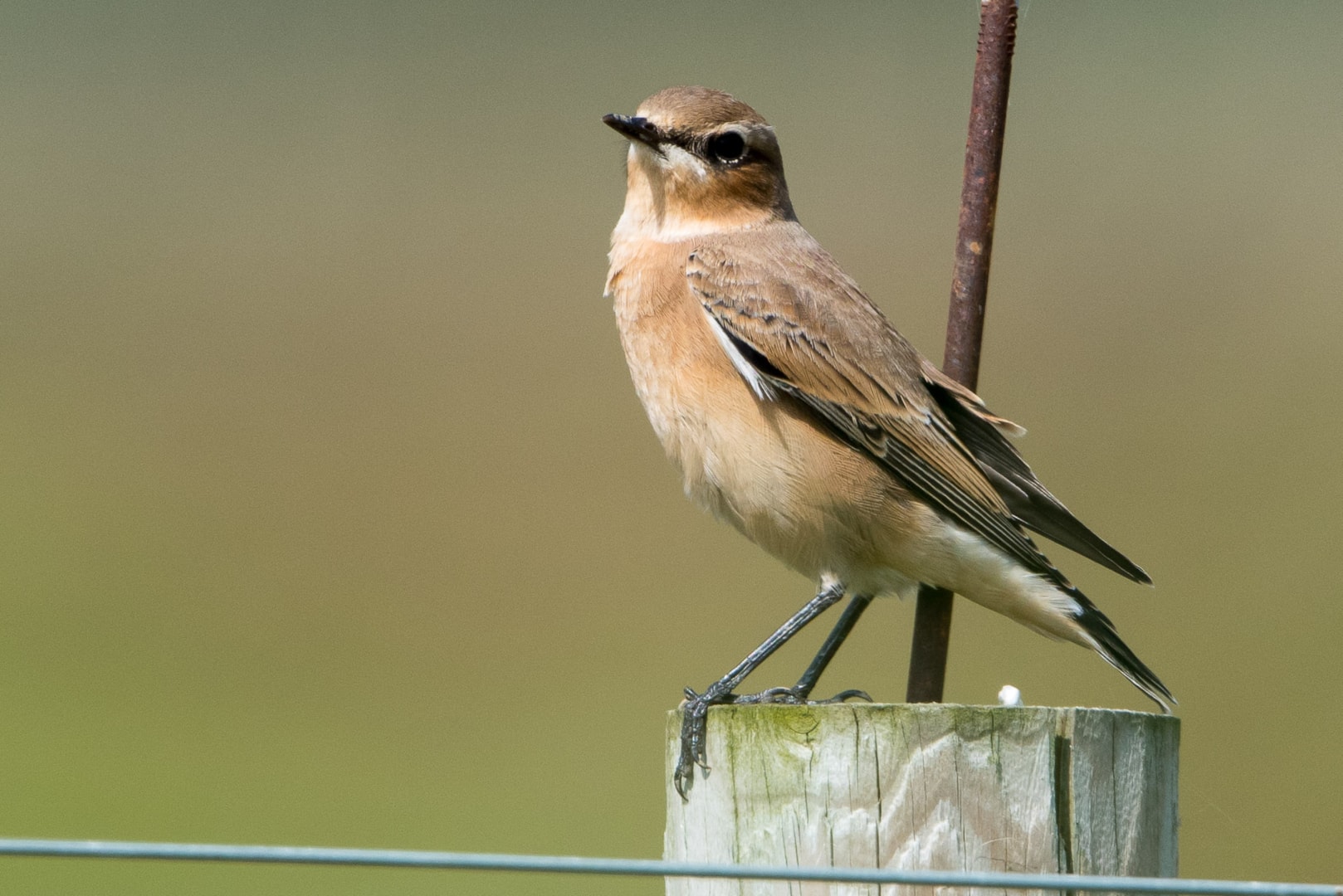 Northern Wheatear by Jim Mountain - BirdGuides