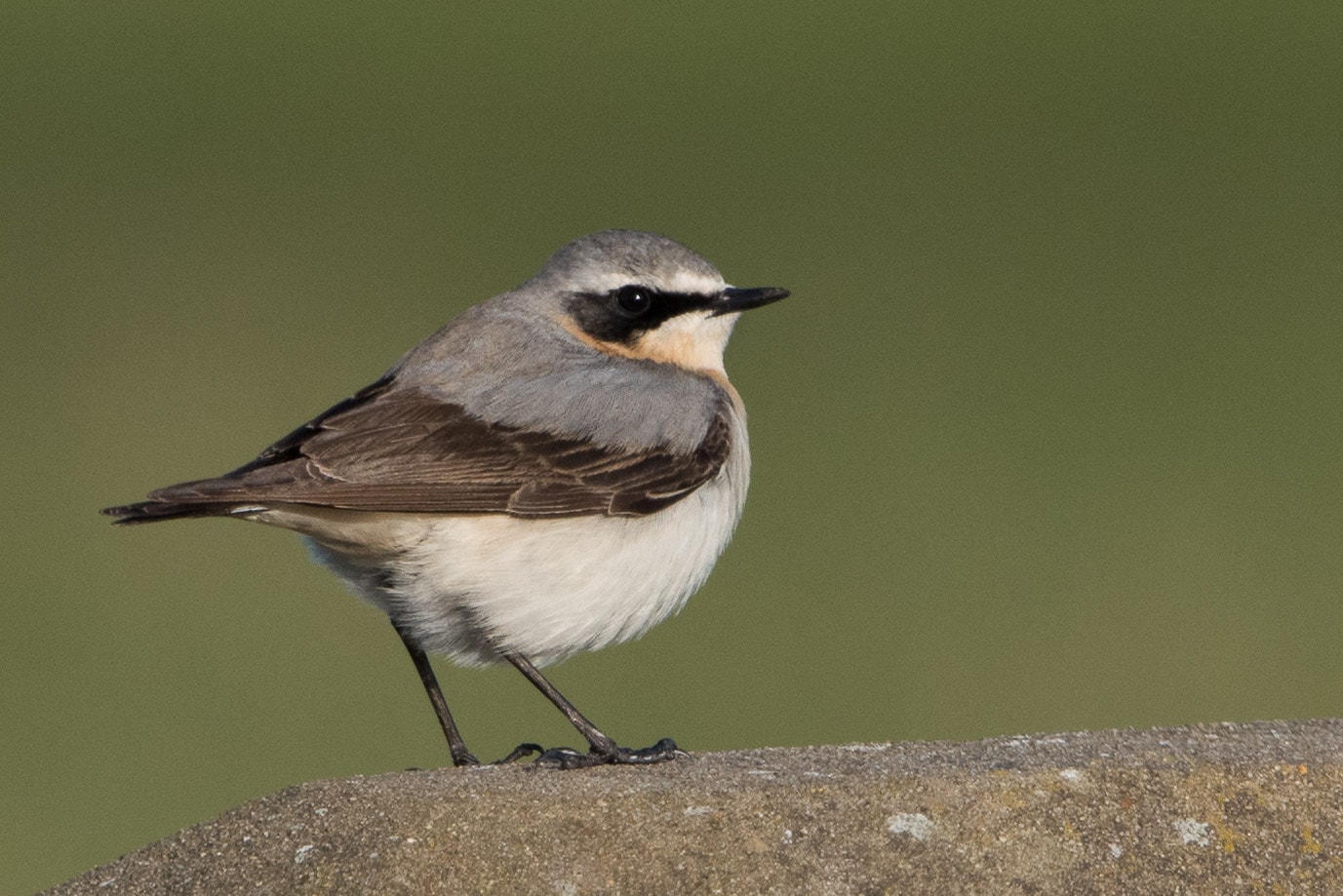 Northern Wheatear by Jim Mountain - BirdGuides