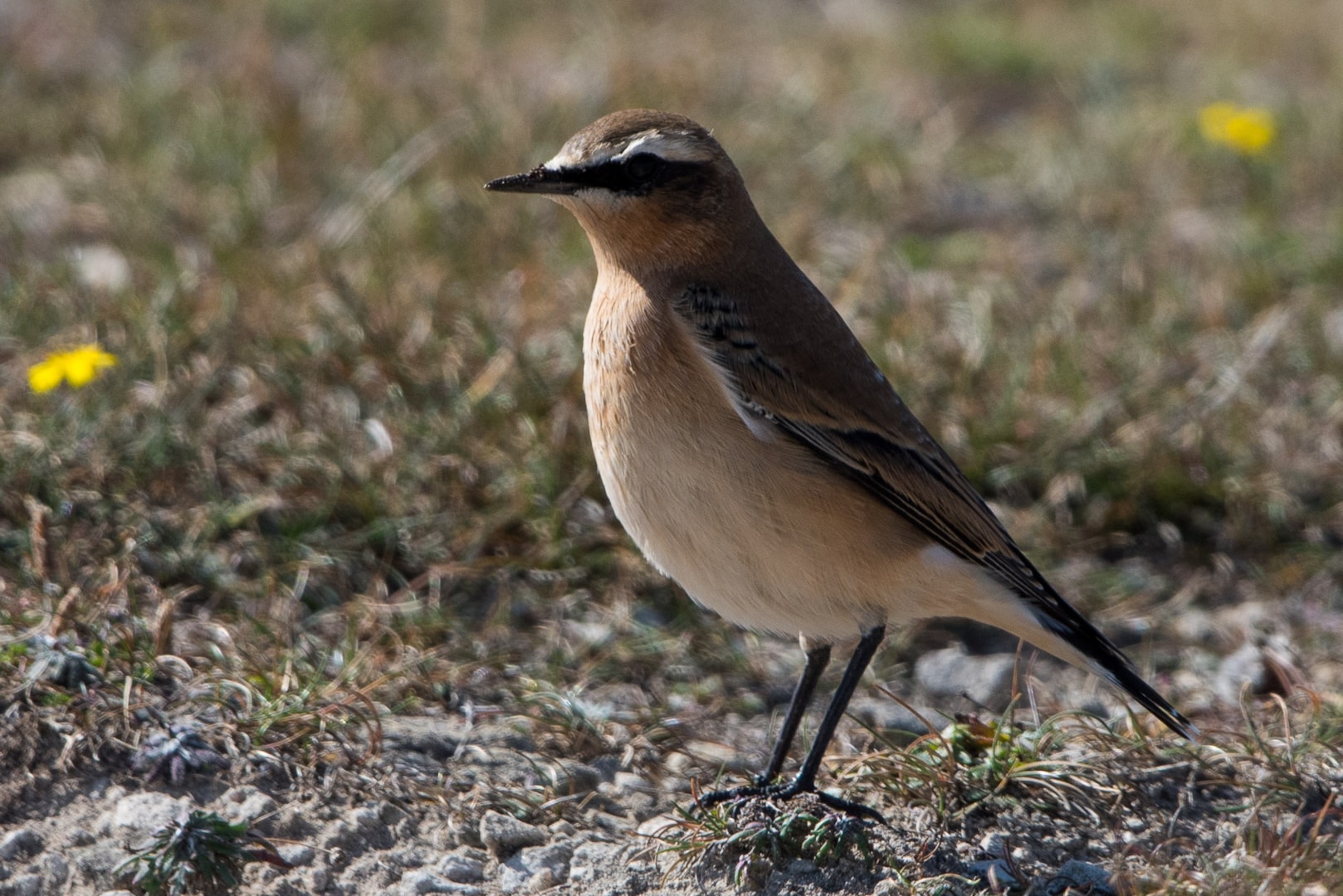 Northern Wheatear by Jim Mountain - BirdGuides