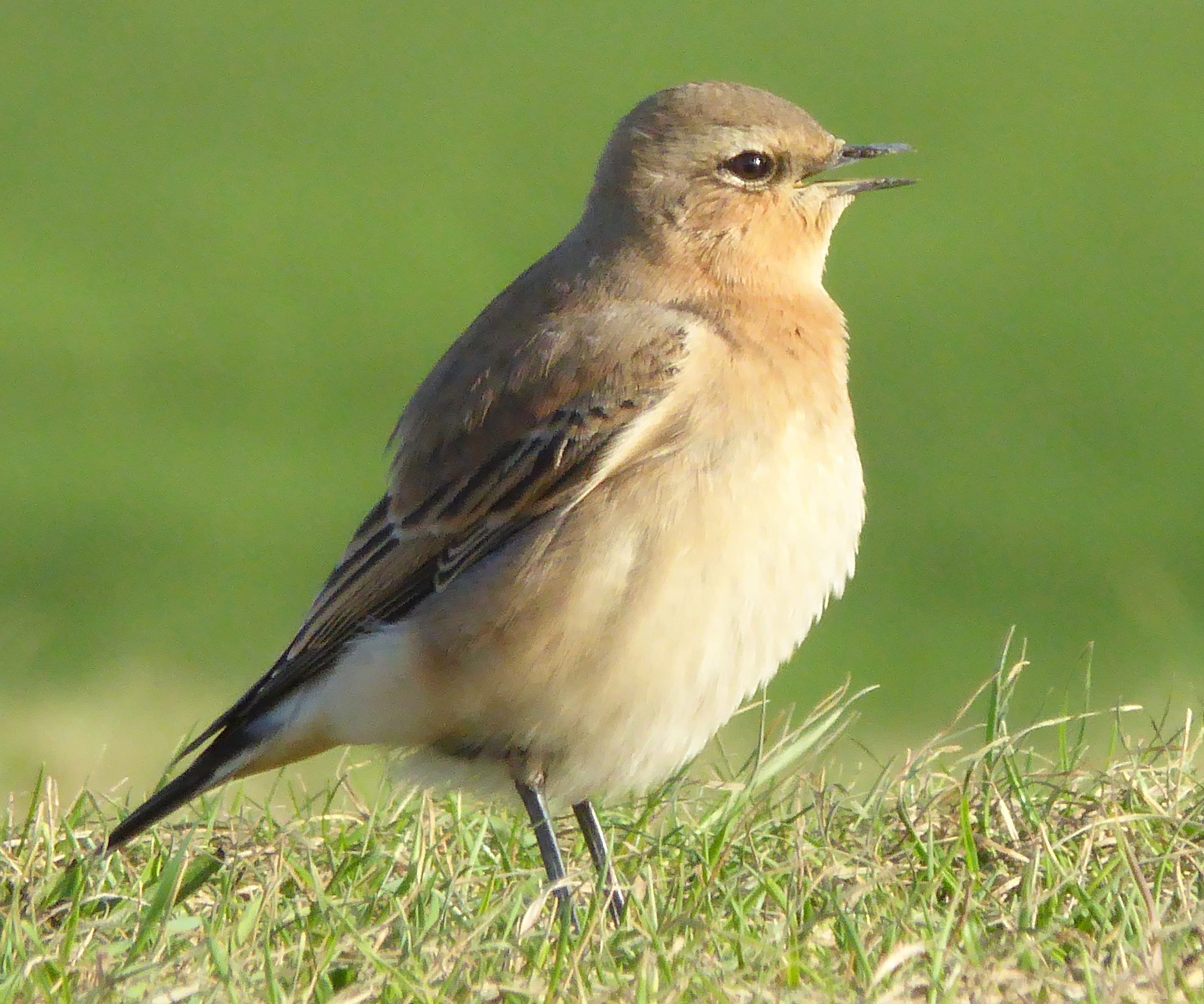 Northern Wheatear by John A Davis - BirdGuides