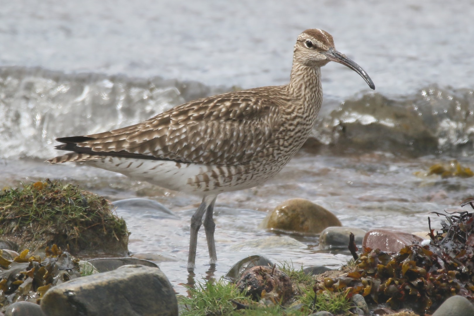 Whimbrel by Steve Nicklin - BirdGuides