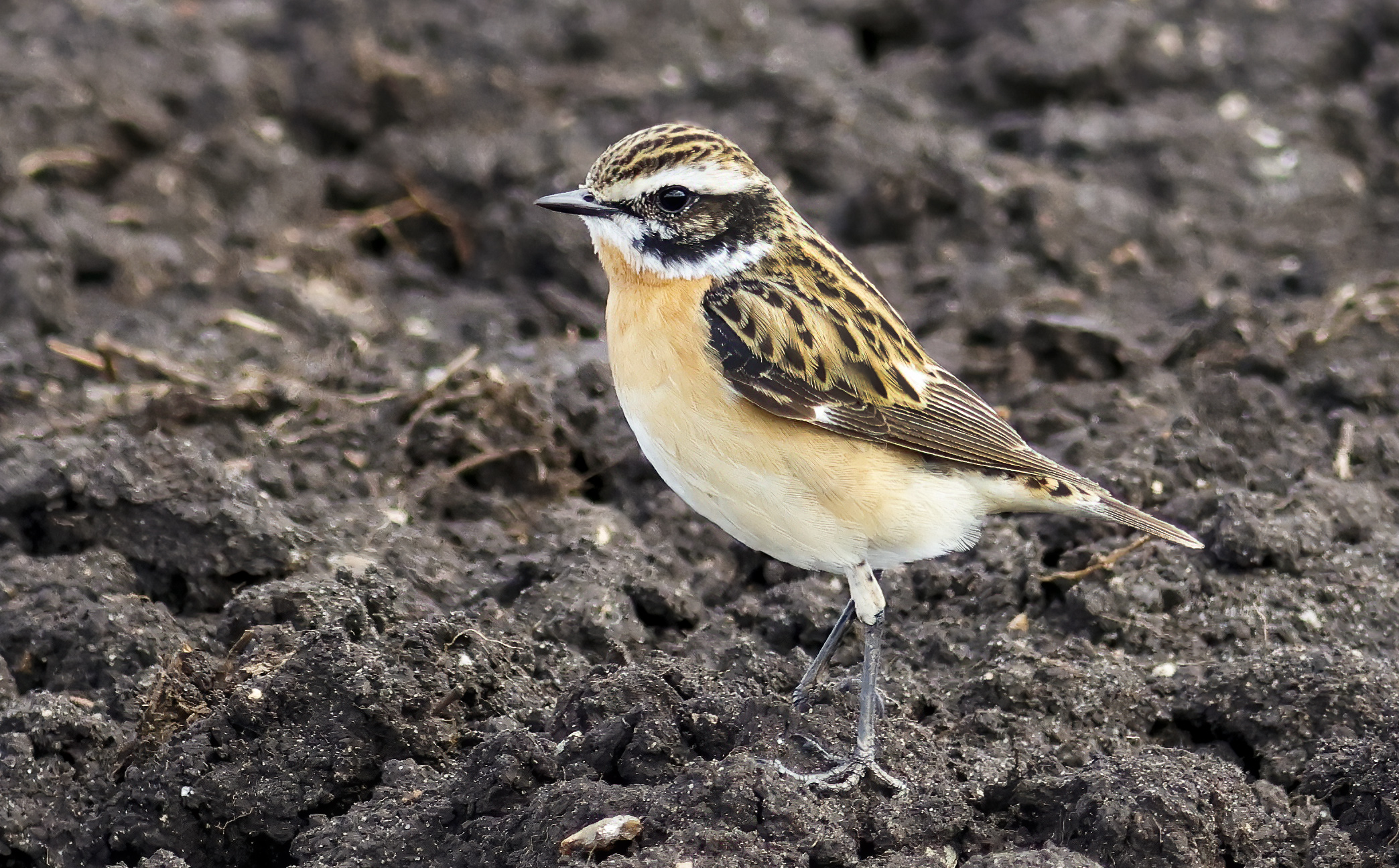 Whinchat by Jon Heath - BirdGuides