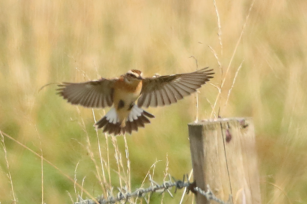 Salisbury Plain Birdwatching Site - BirdGuides