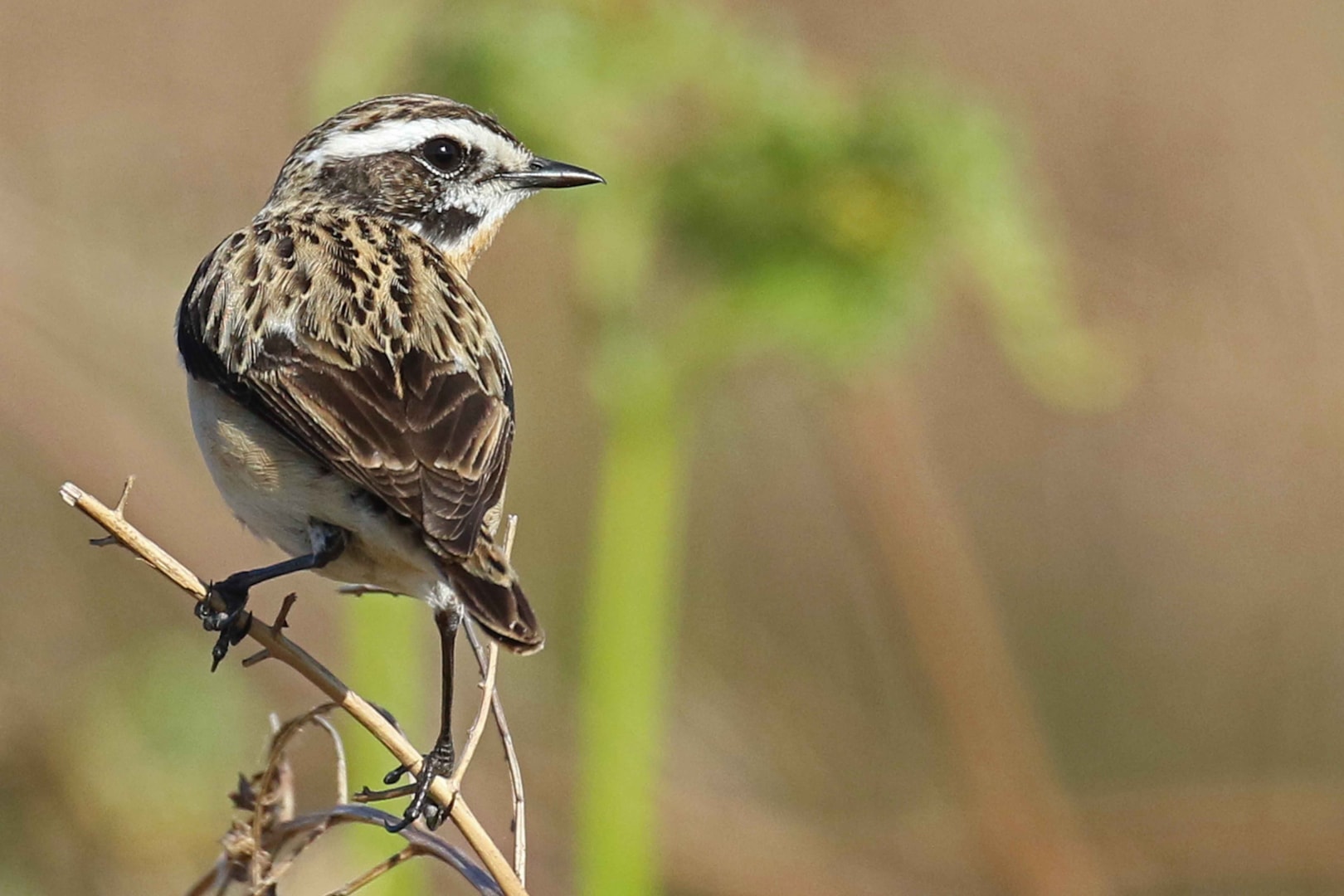 Whinchat by Christopher Bell - BirdGuides
