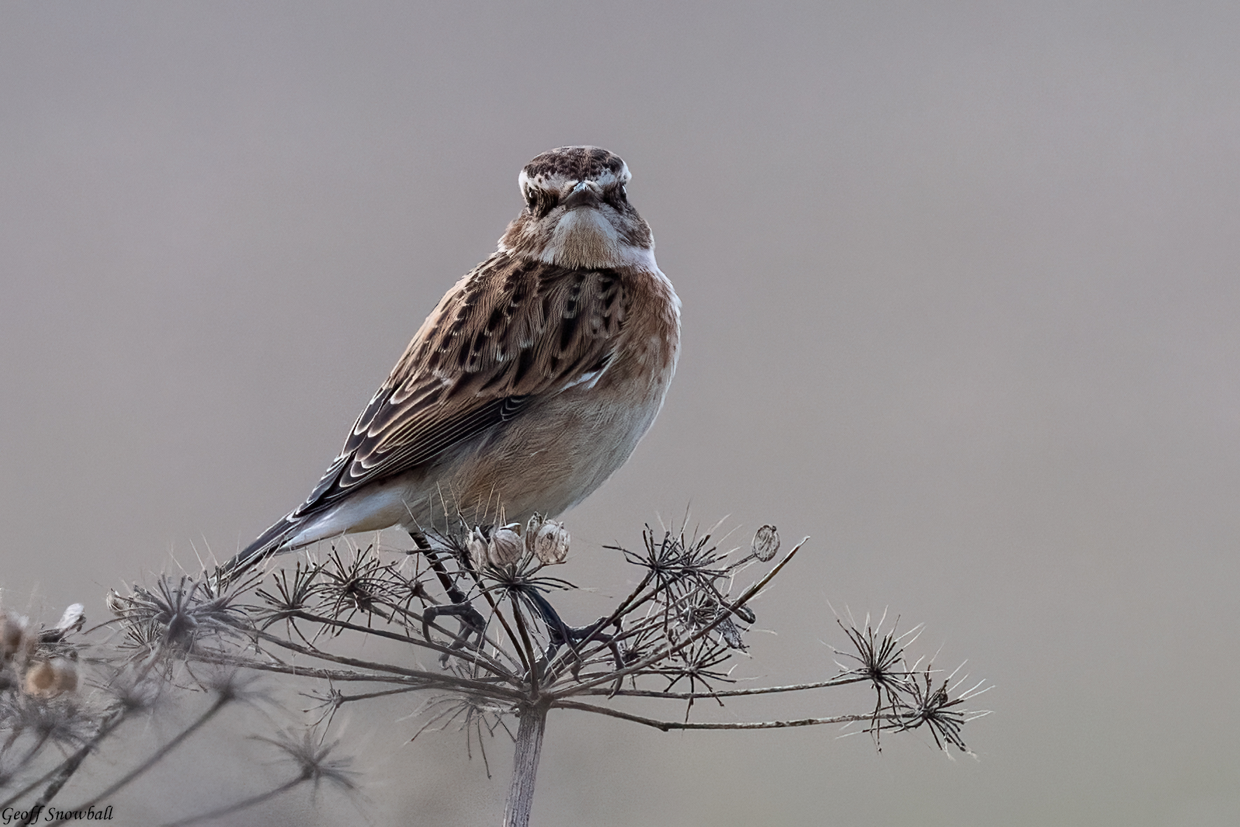 Whinchat by Geoff Snowball - BirdGuides