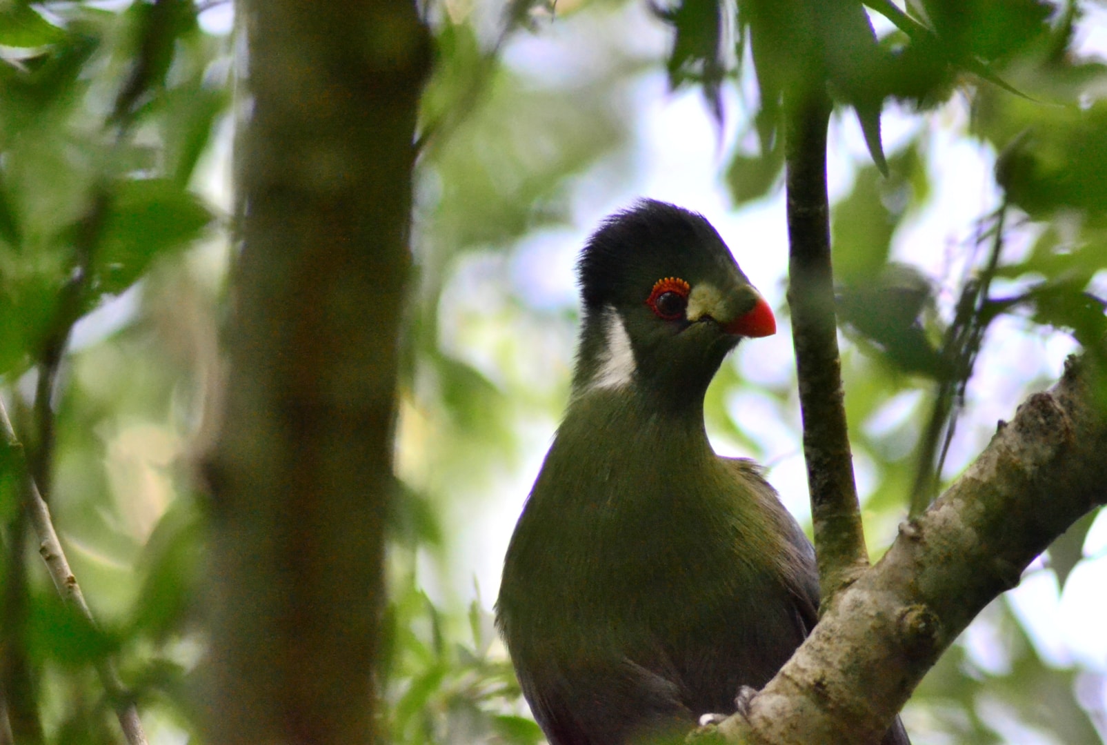 White-cheeked Turaco by James Burk - BirdGuides