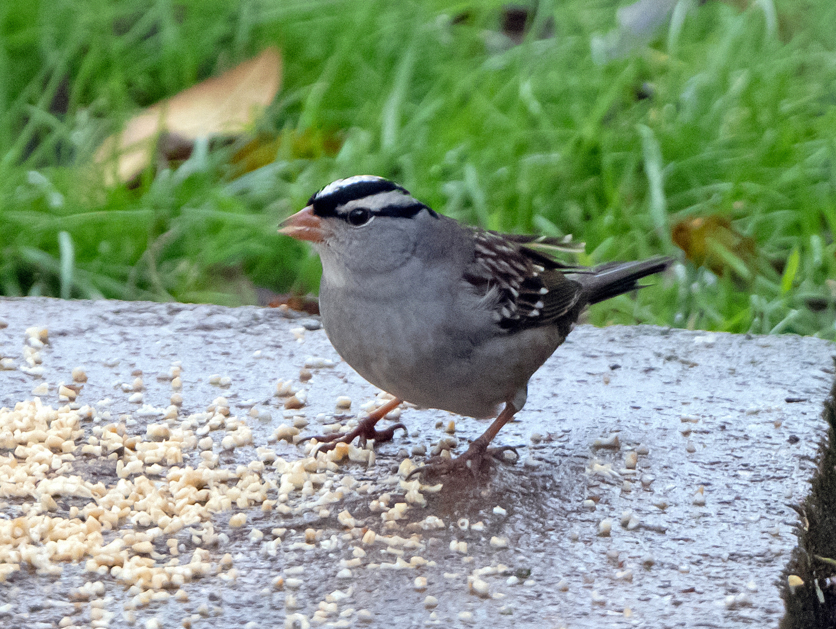 Birdwatching Site Rosudgeon - BirdGuides