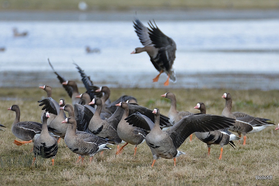 Russian White-fronted Goose by Chris Bollen - BirdGuides