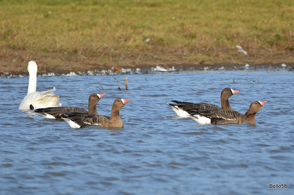 Russian White-fronted Goose by Chris Bollen - BirdGuides