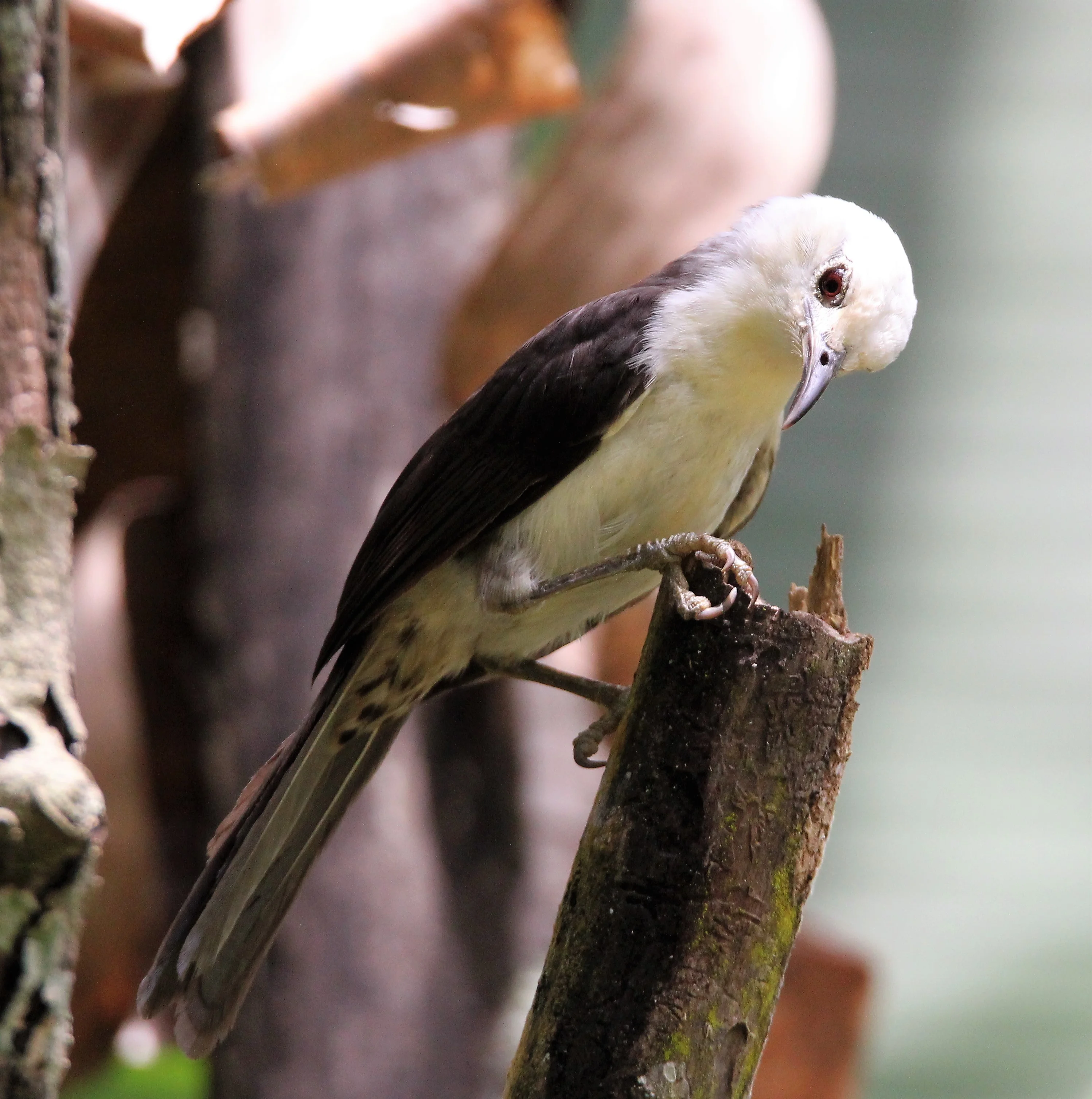 Details : White-headed Wren - BirdGuides