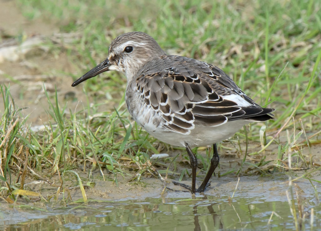 White-rumped Sandpiper by ALEX McKechnie - BirdGuides