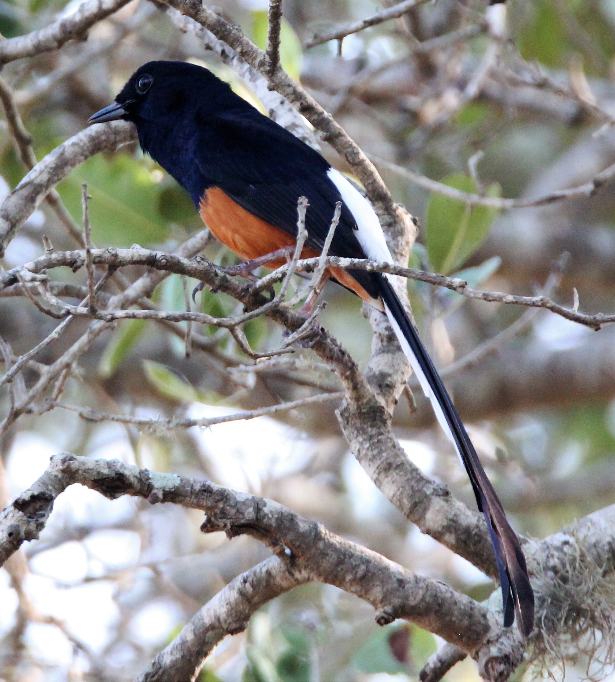 Details : White-rumped Shama - BirdGuides