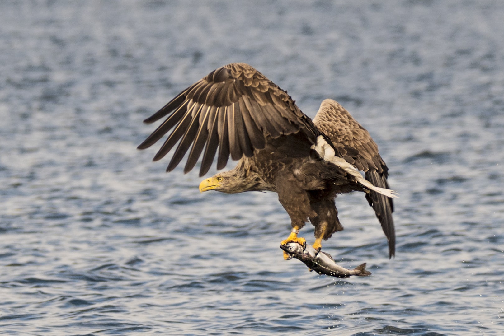 White-tailed Sea Eagle by Norman Smith - BirdGuides