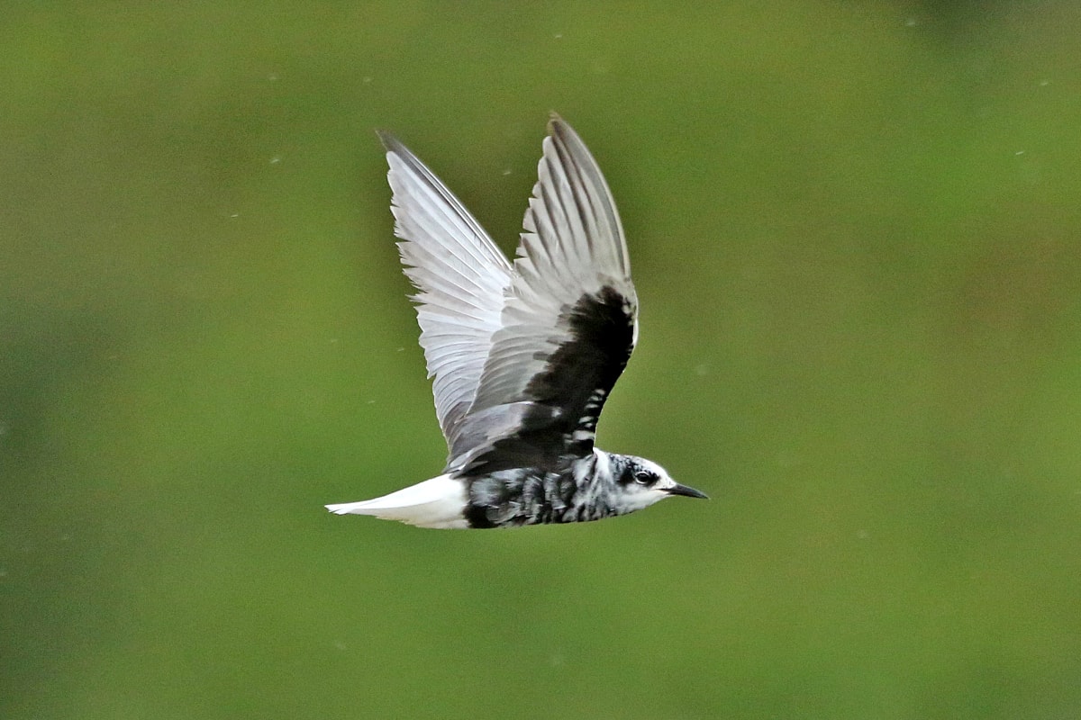 White-winged Tern by Dominic Mitchell - BirdGuides