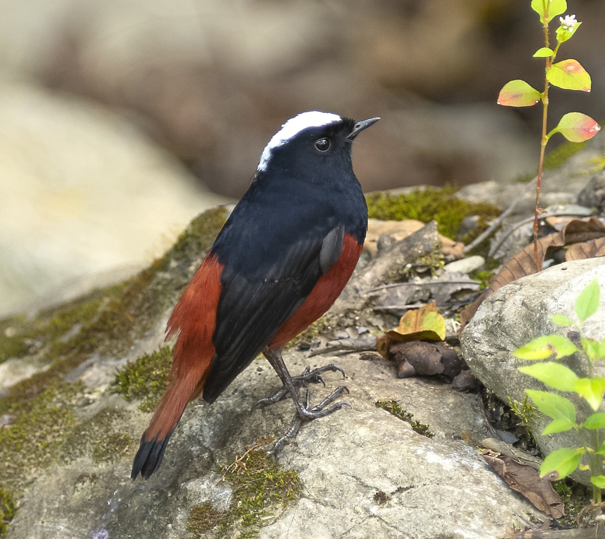 White-capped Redstart by Brian Meredith - BirdGuides