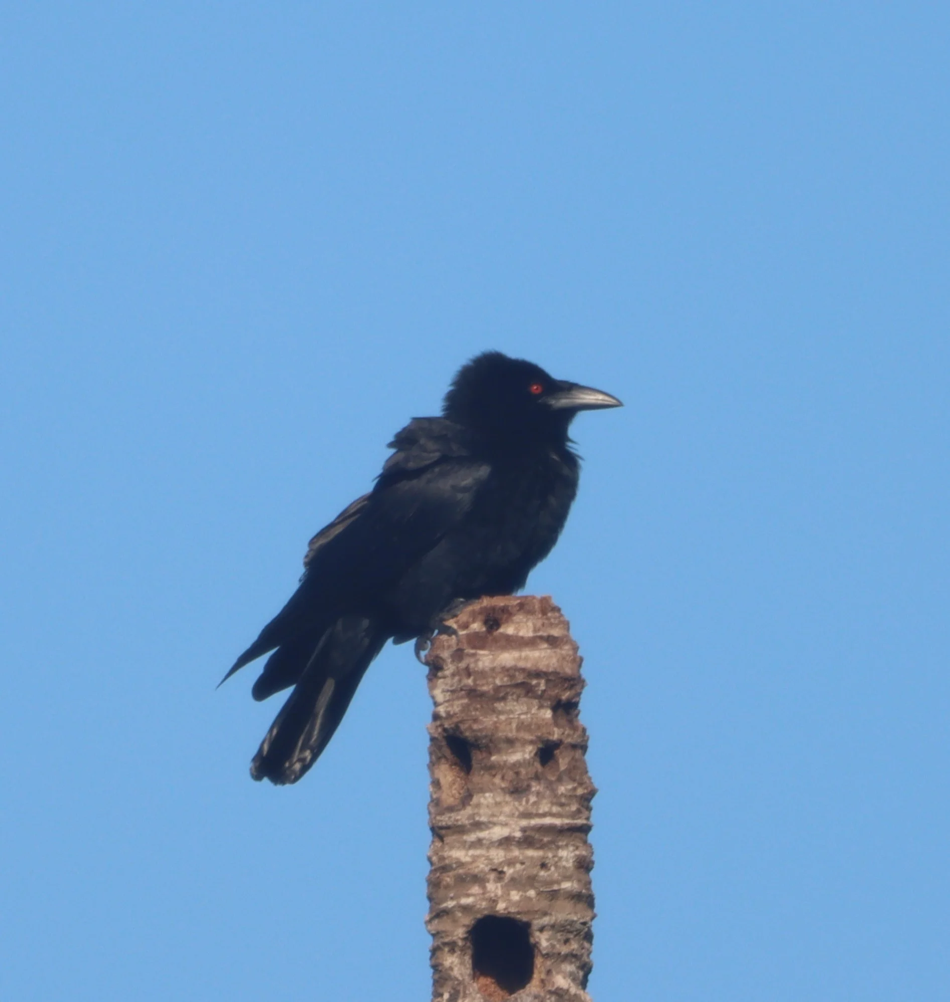 Details White Necked Crow Birdguides
