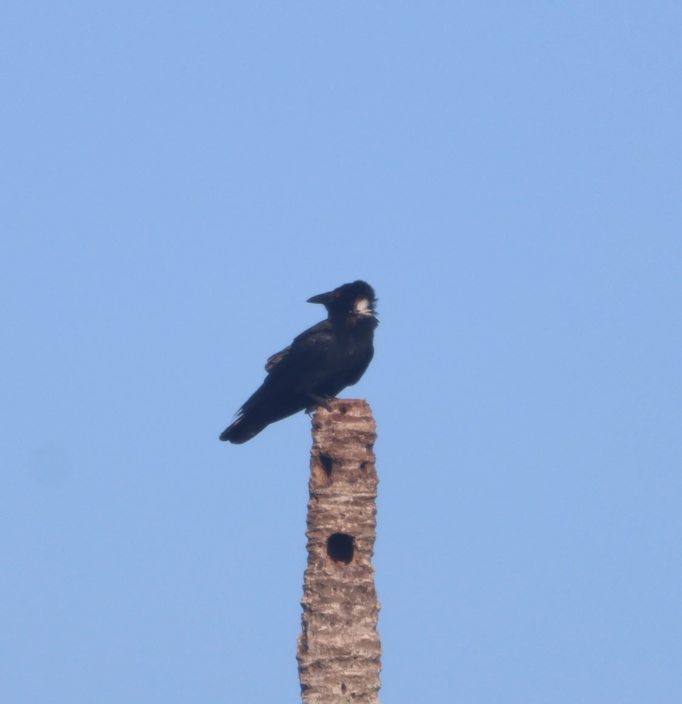 Details : White-necked Crow - BirdGuides