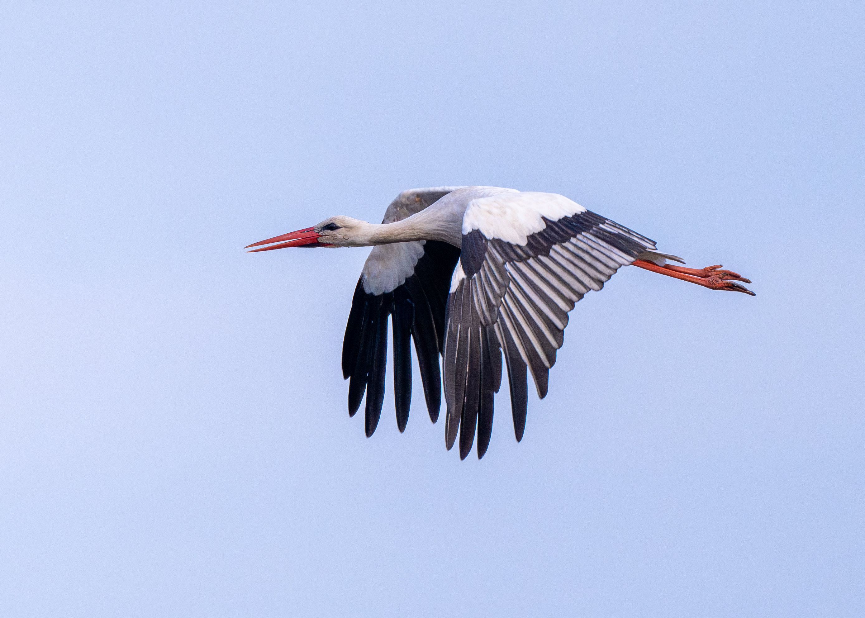 Storks use smell of cut grass to locate meals - BirdGuides
