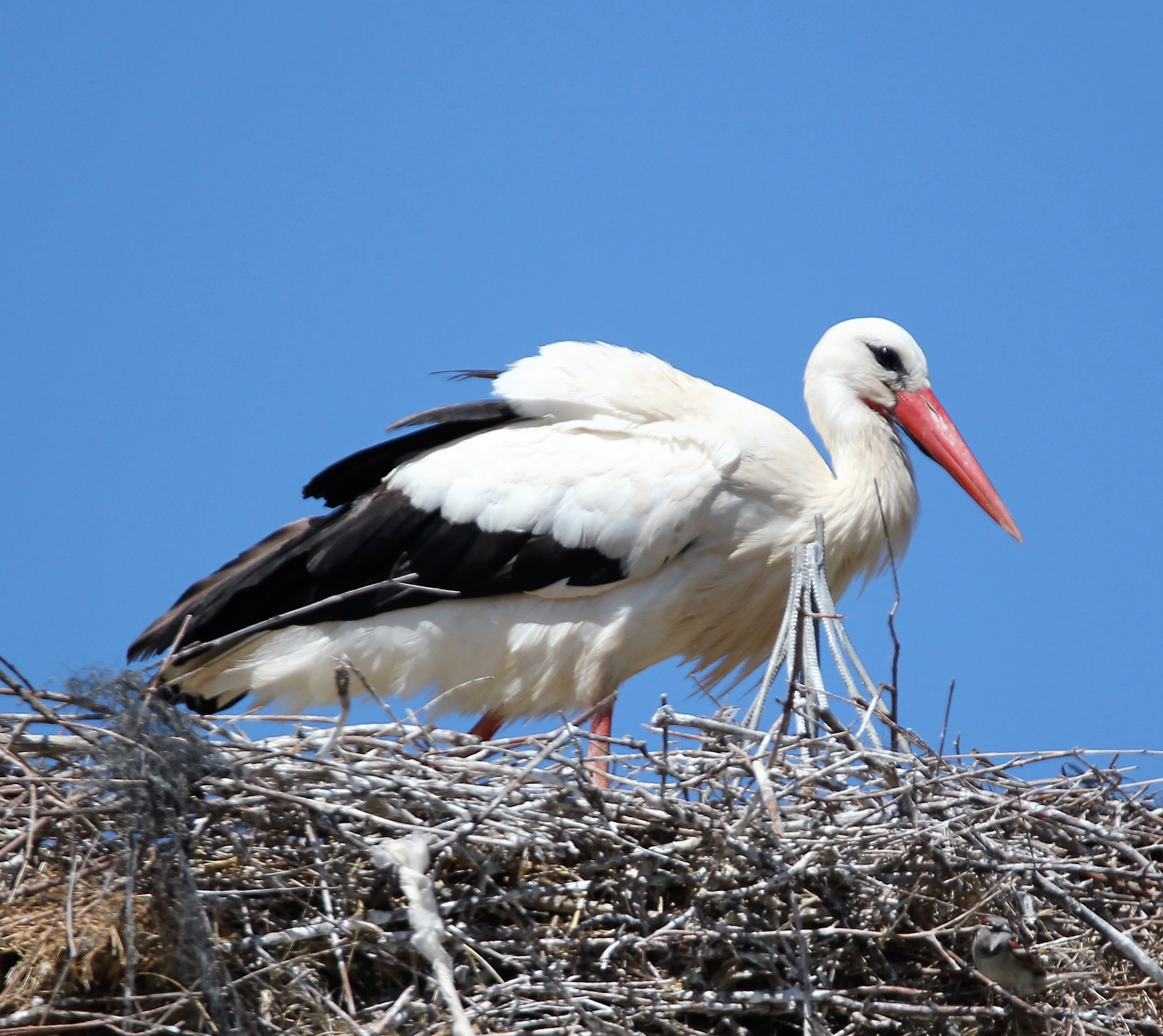 White Stork chick hatches at Knepp - BirdGuides