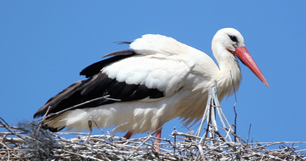 White Stork chick hatches at Knepp - BirdGuides