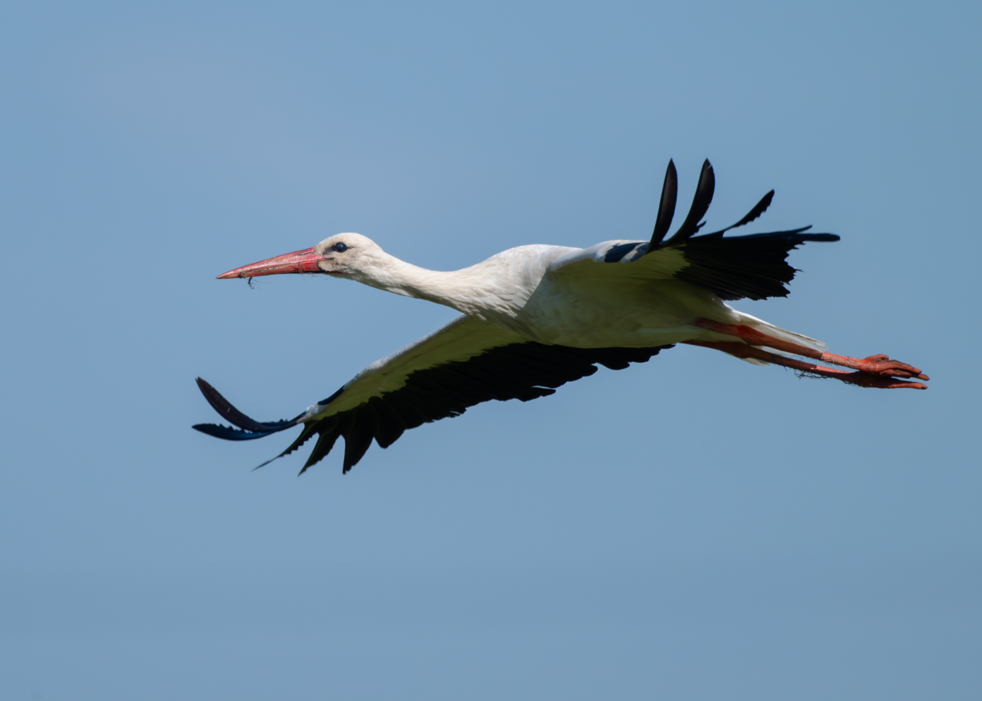 White Stork by Tom Hines - BirdGuides