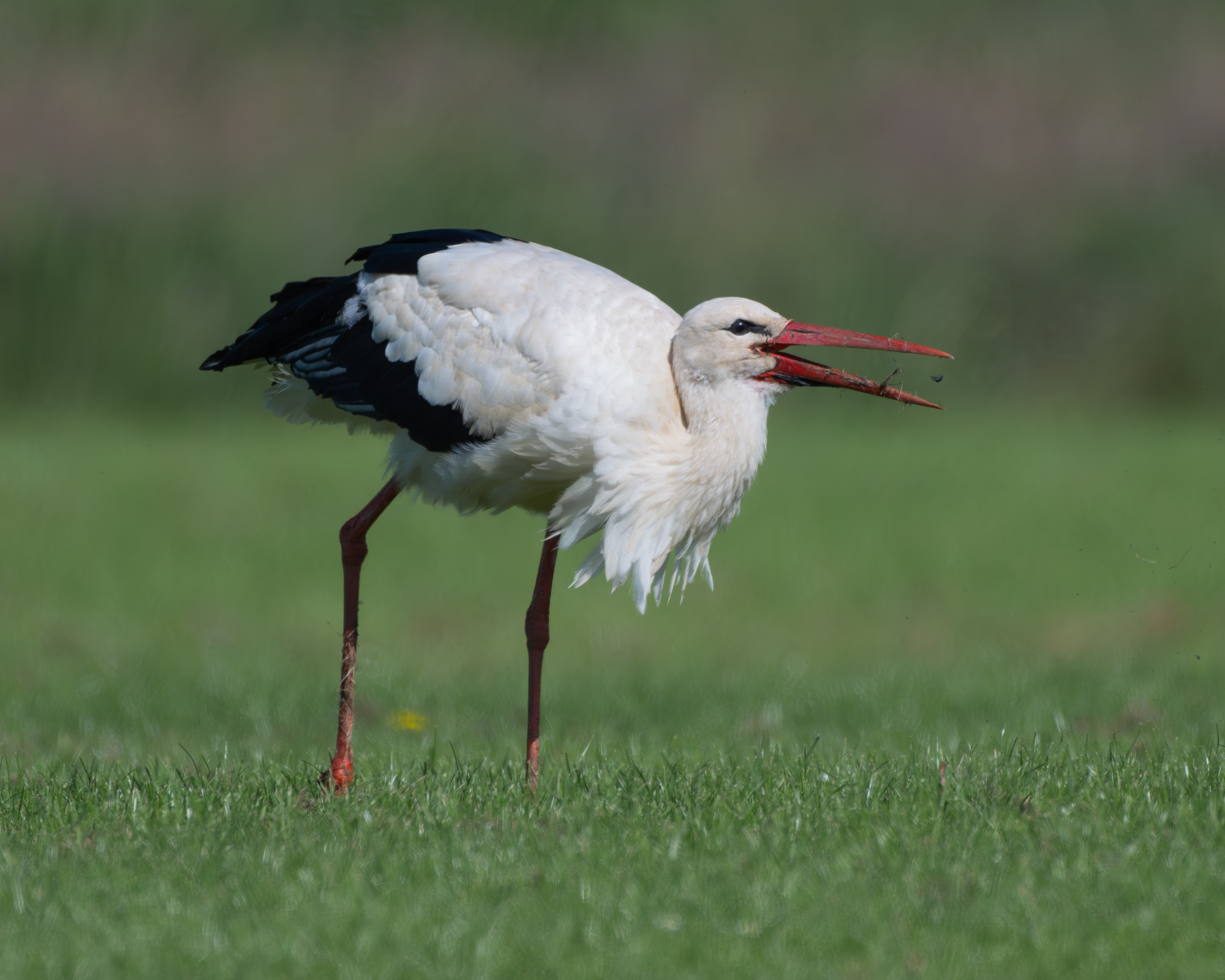 White Stork by Tom Hines - BirdGuides